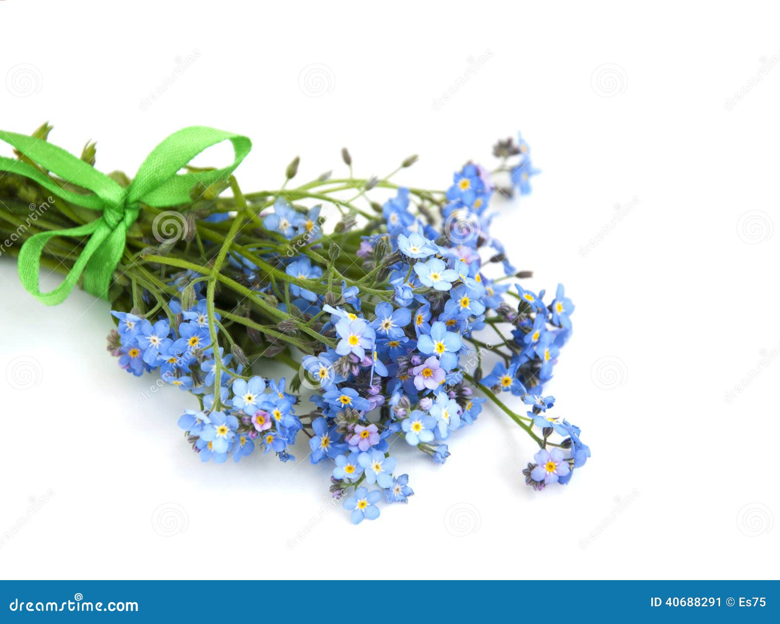 Forget-me-not stock image. Image of beautiful, flora - 40688291