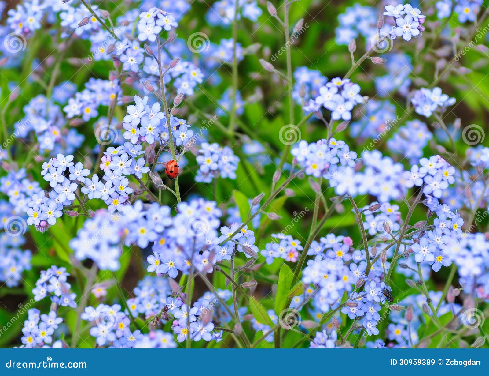 Forget-me -not and a Ladybug Stock Image - Image of abstract, head ...