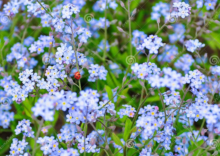 Forget-me -not and a Ladybug Stock Image - Image of abstract, head ...