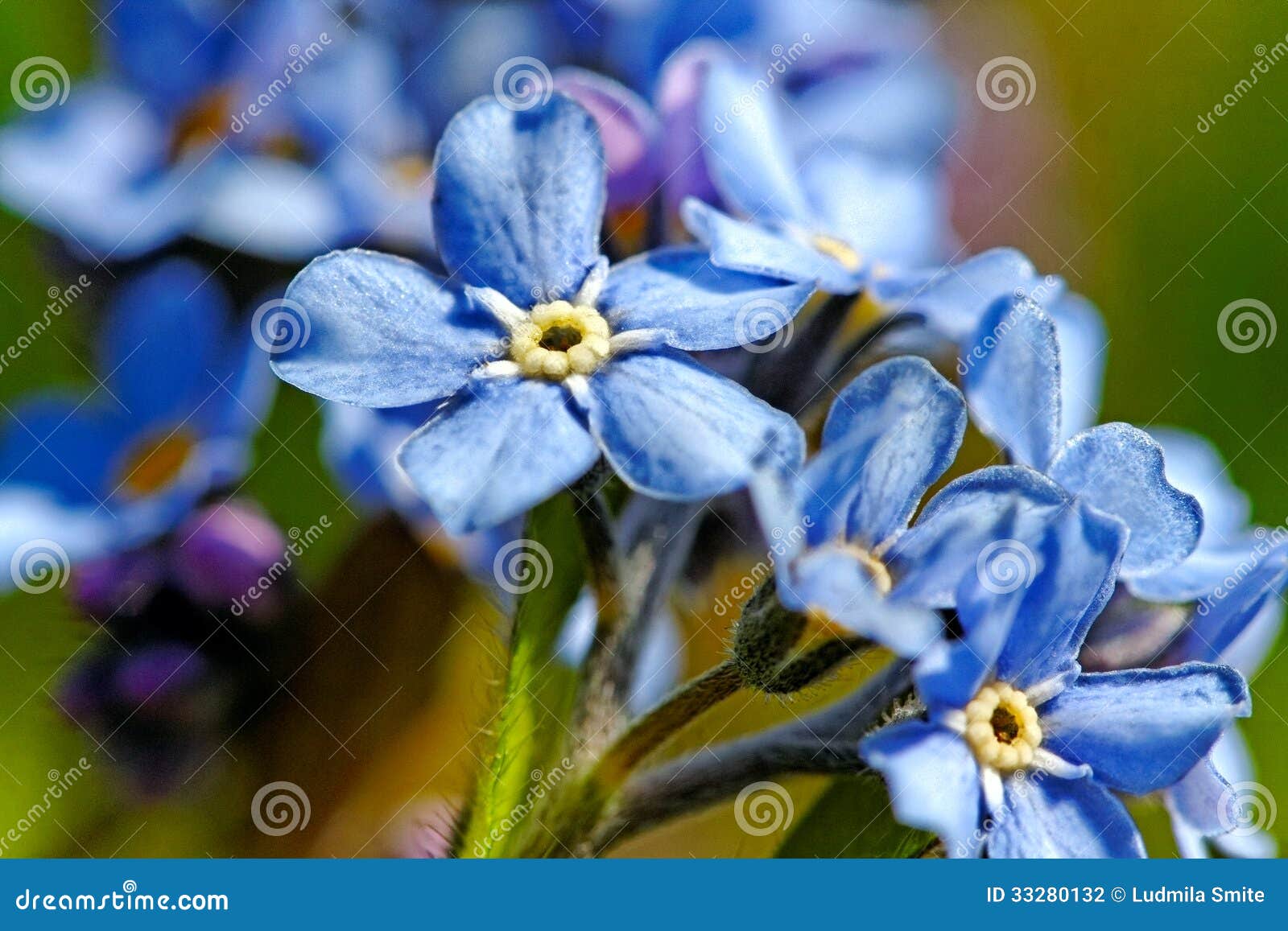 Forget-me-not Light Blue Flowers. Stock Photo - Image of cute, floral ...