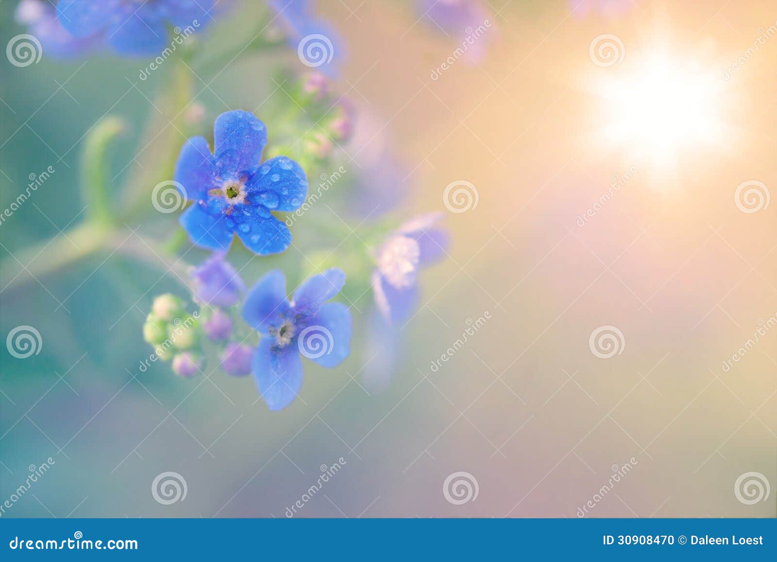 Forget me not stock photo. Image of nature, cpopy, flora - 30908470
