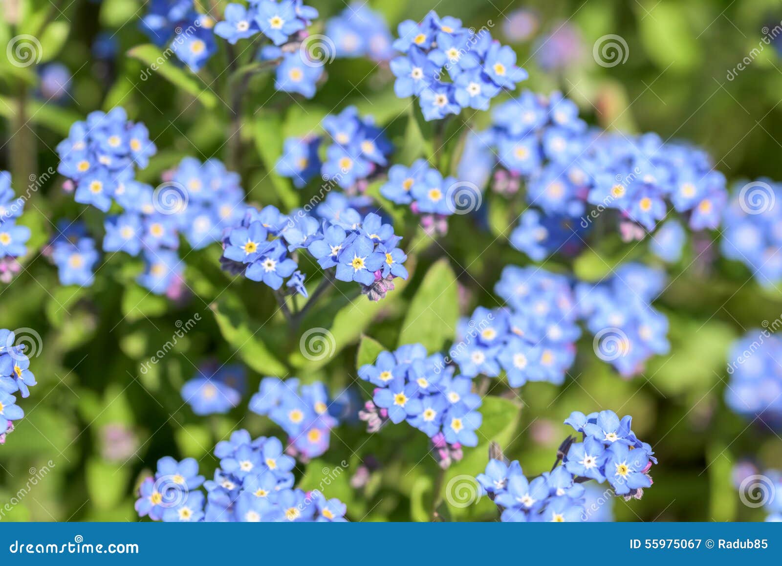 Forget-Me-Not Pink Flowers in Spring Stock Image - Image of closeup ...
