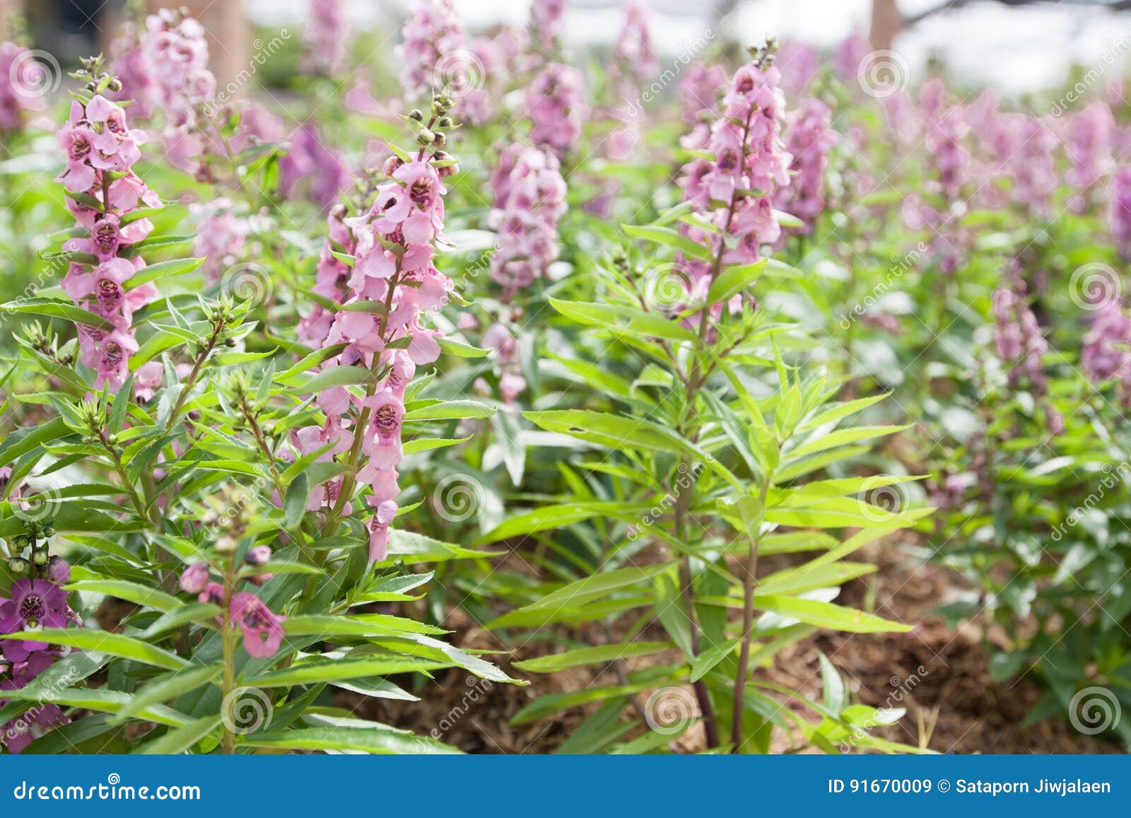Forget Me Not Pink Flowers in Spring Stock Image - Image of background ...