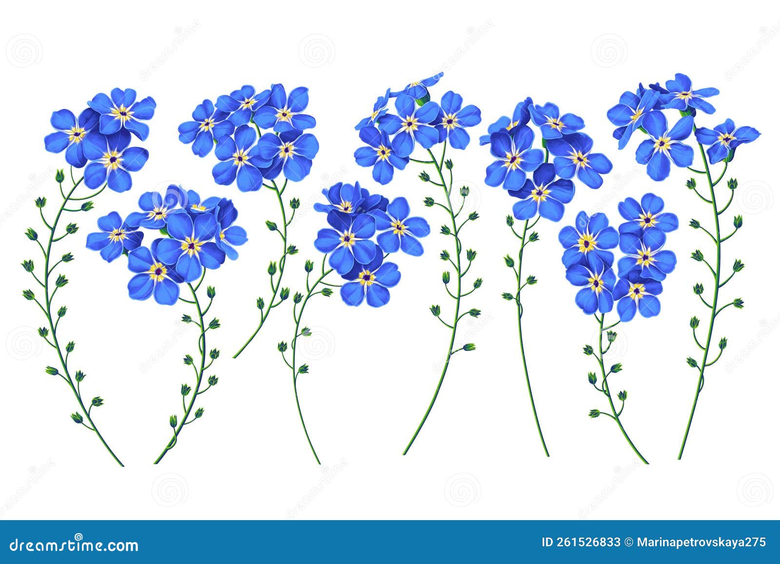 Vector Forget-me-not Flowers. Realistic, Hand-drawn, Detailed Floral ...