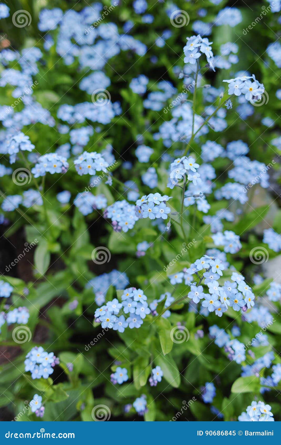 Forget Me Not - Spring Blue Garden Flowers Stock Image - Image of love ...