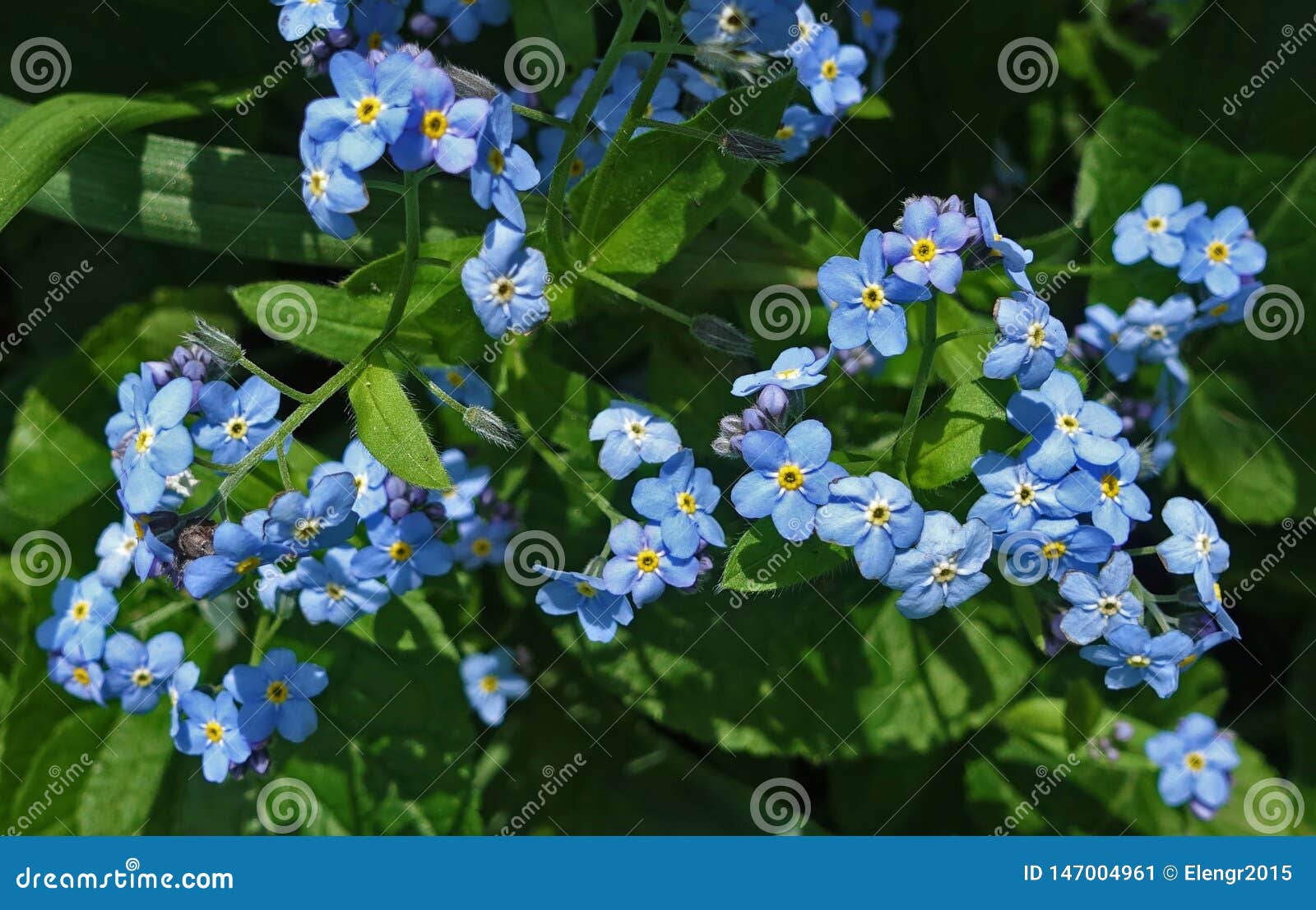 Forget-me-not in the Spring Lit by the Sun Stock Image - Image of ...