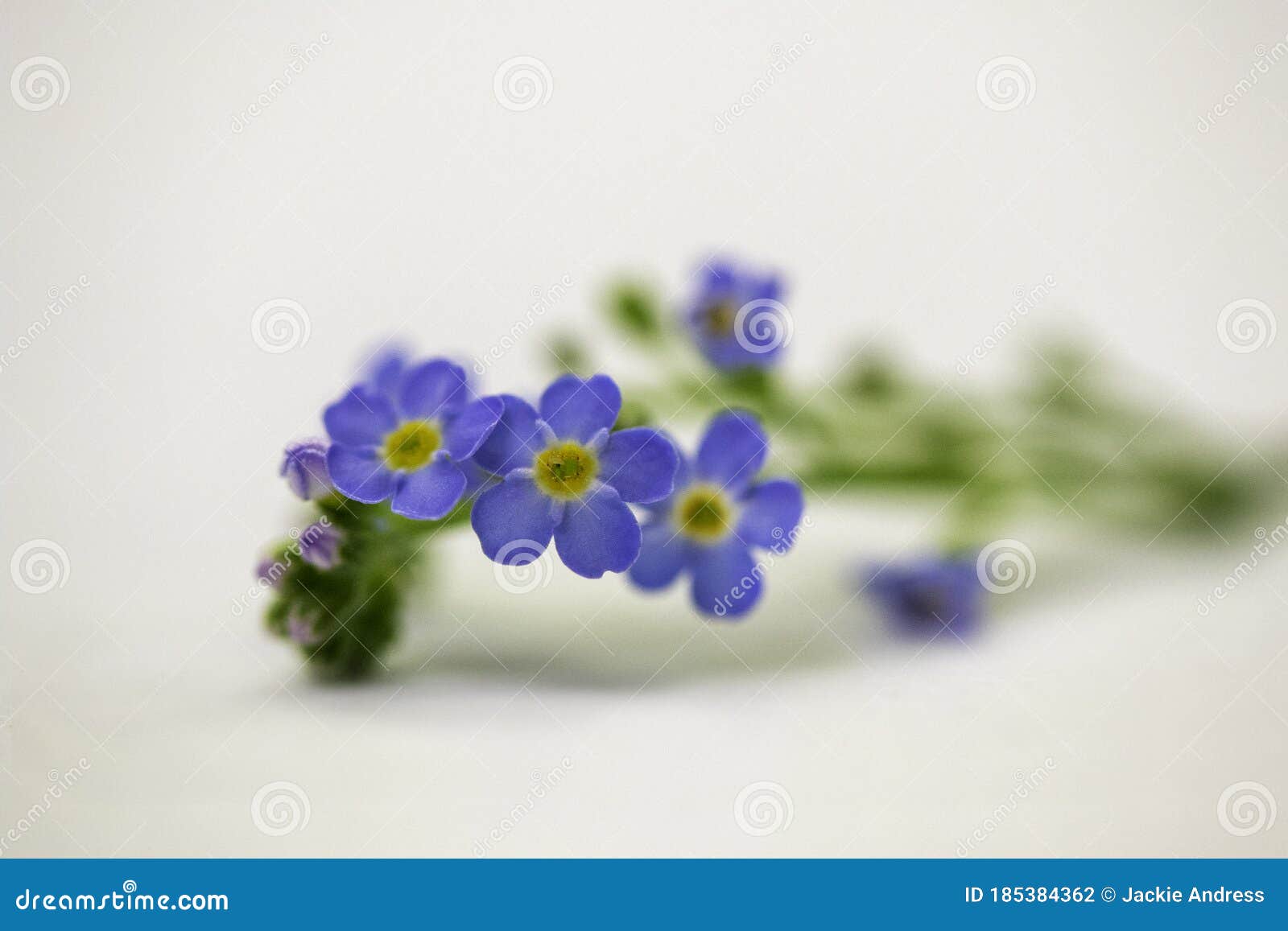 Forget-me-not on White with Buds Stock Photo - Image of flower ...