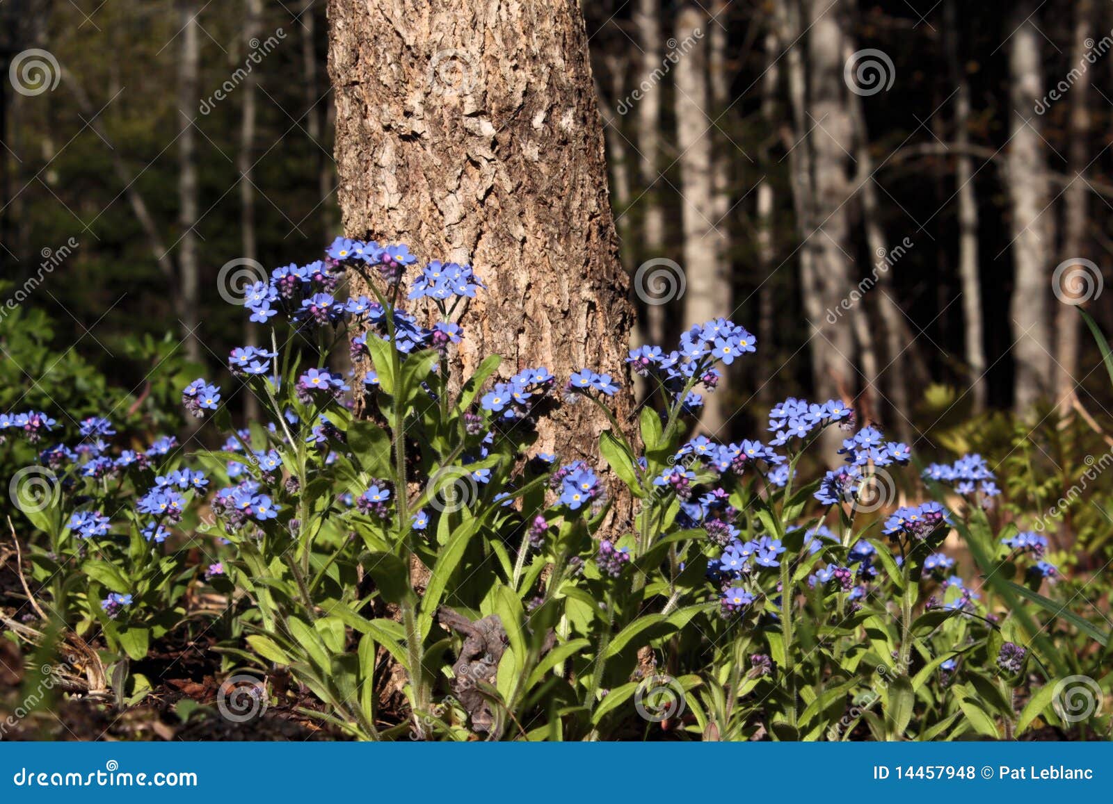 Forget Me Nots stock photo. Image of blossom, delicate - 14457948