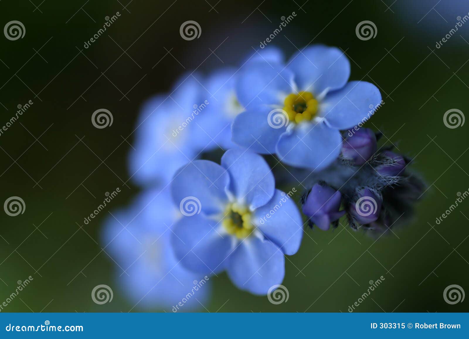 Forget-Me-Nots 2 stock image. Image of flower, colors, english - 303315