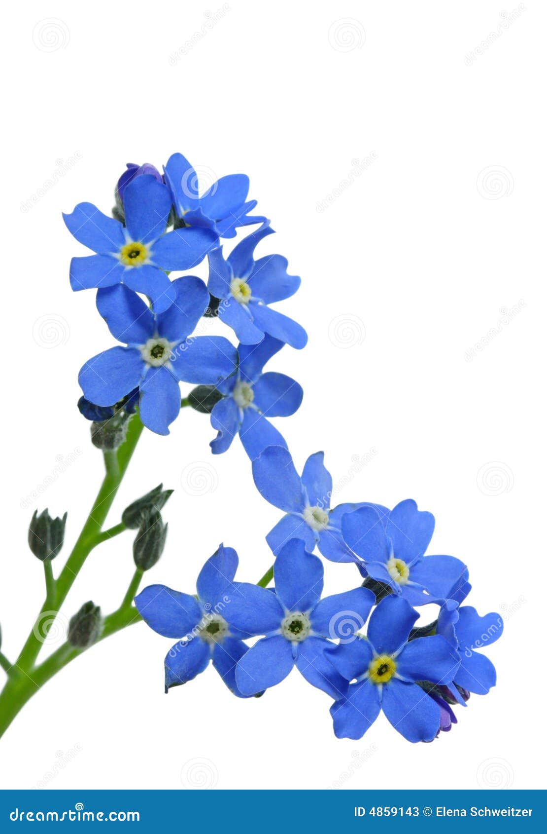 Forget-me-nots Isolated On White Background. Royalty-Free Stock ...