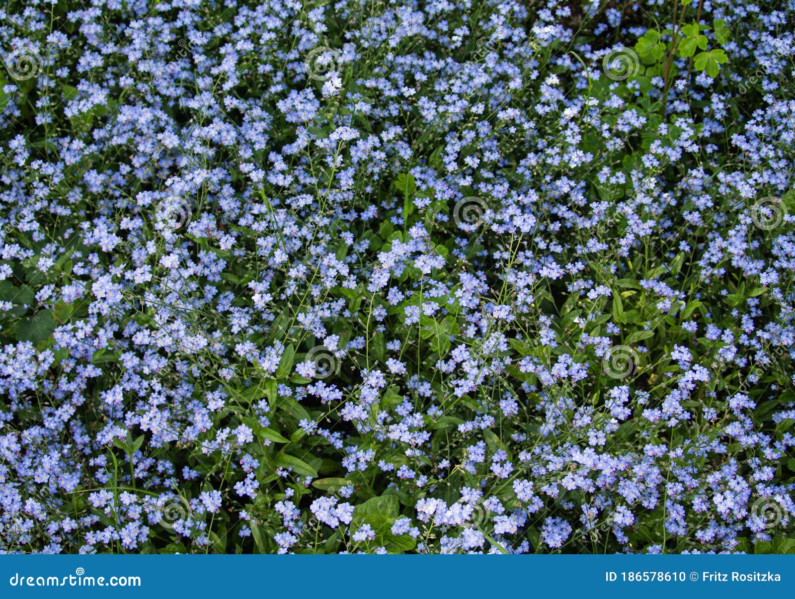 Forget Me Nots As a Field in a Meadow Stock Photo - Image of arvensis ...