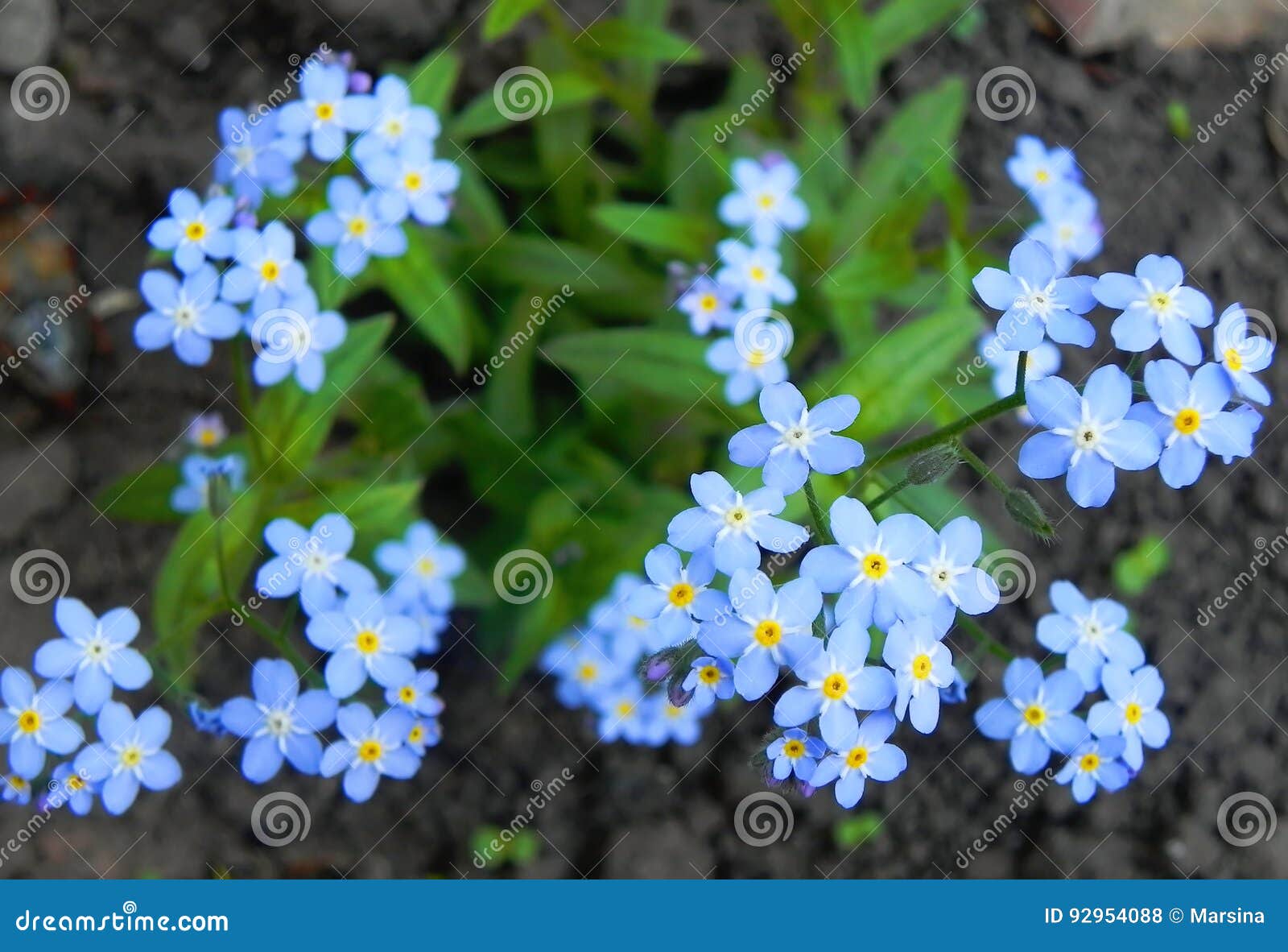 Forget-me-nots stock photo. Image of flower, blue, bloom - 92954088