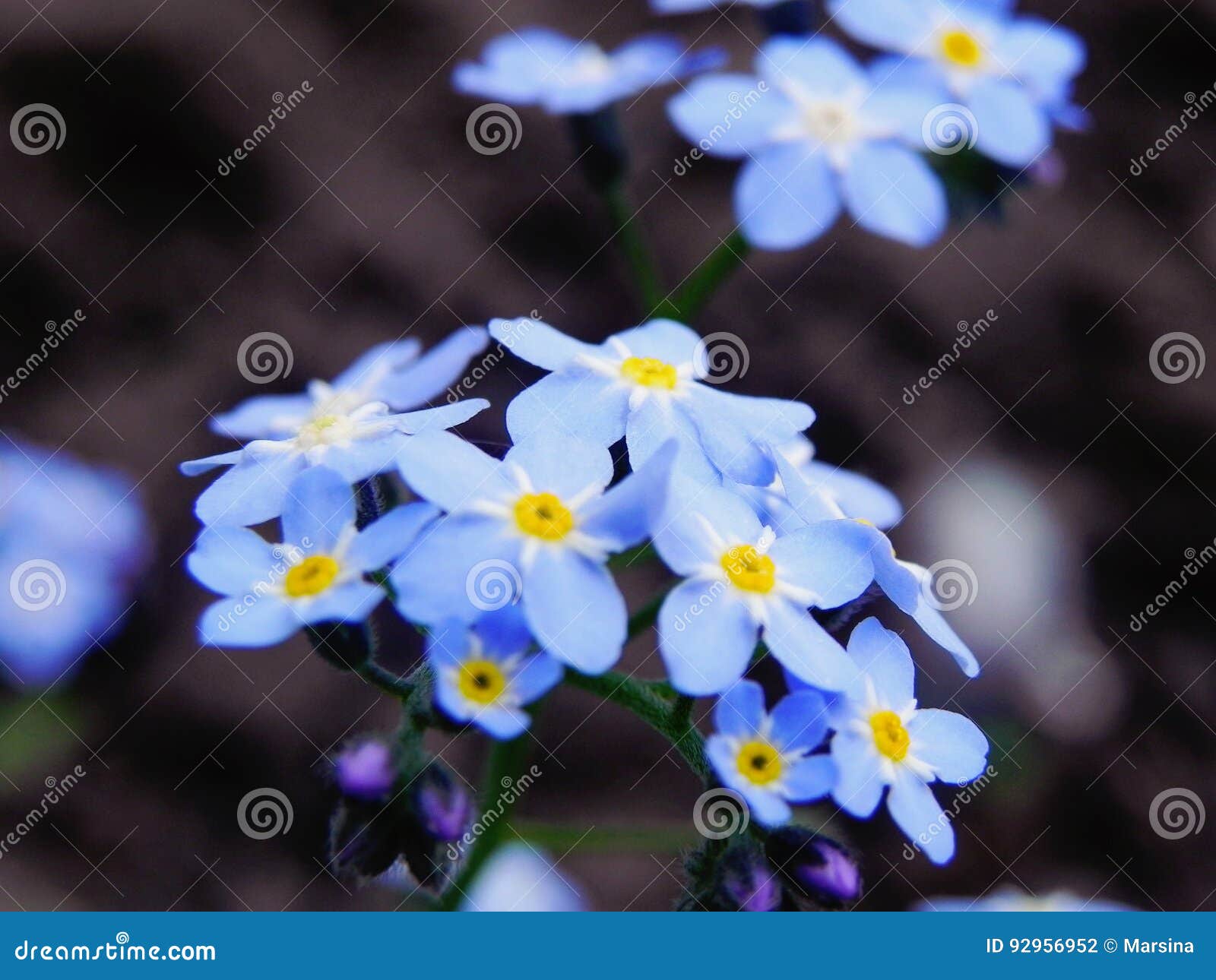 Forget-me-nots stock photo. Image of bush, flora, florescence - 92956952