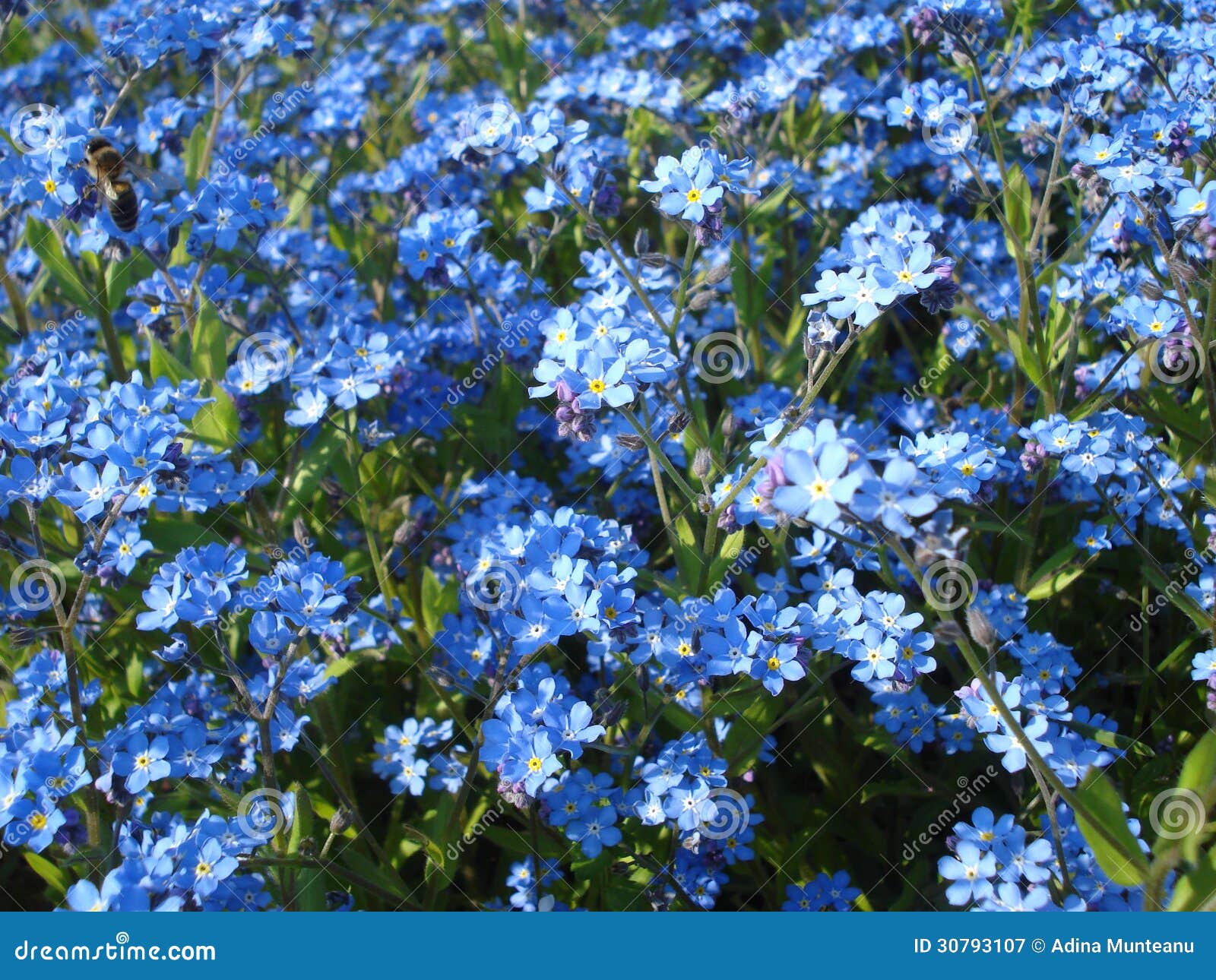 Forget-me-nots field stock image. Image of flowers, flower - 30793107