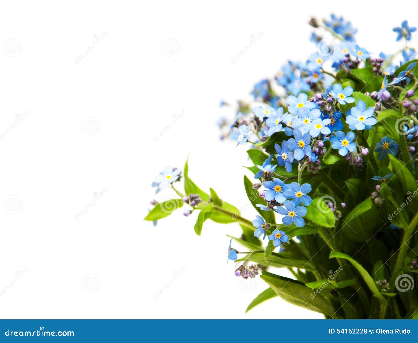 Forget-me-nots flowers stock photo. Image of decorative - 54162228