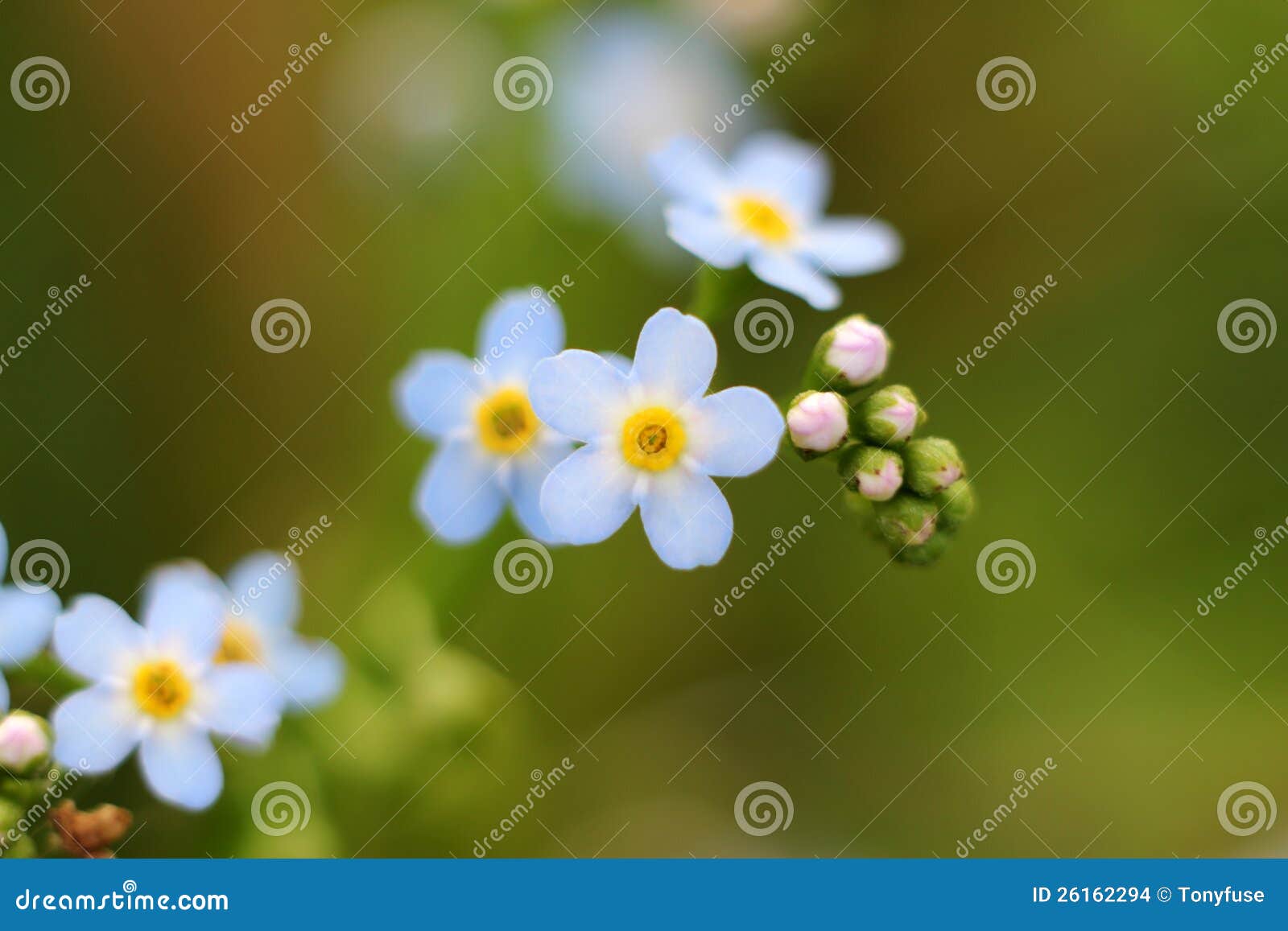 Forget-me-nots in the Garden Stock Photo - Image of garden, field: 26162294