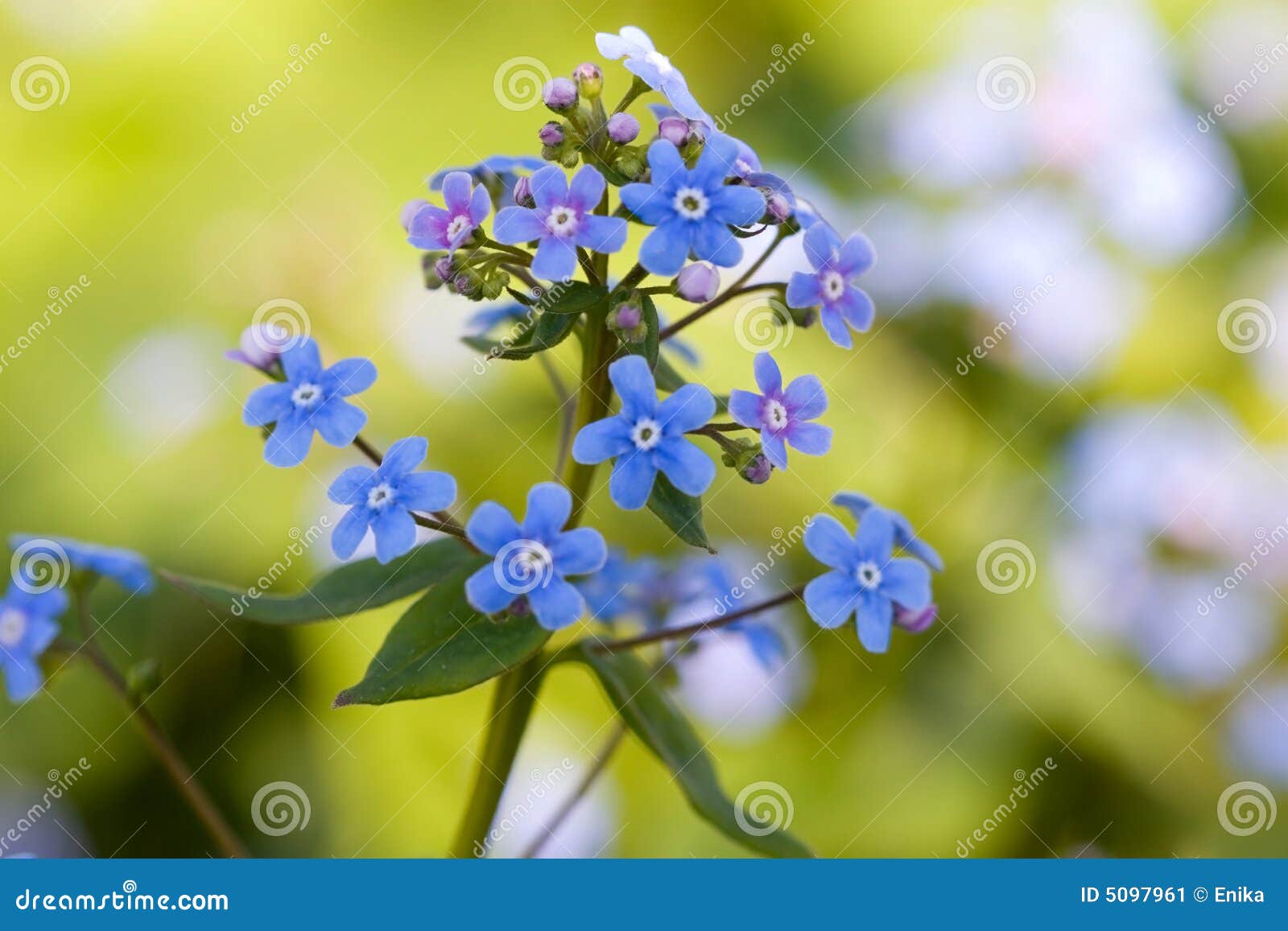 Forget-me-nots in the Garden Stock Image - Image of trees, vase: 5097961