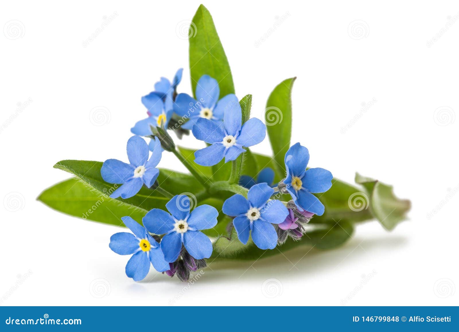 Forget me nots stock photo. Image of stem, plant, blooming - 146799848