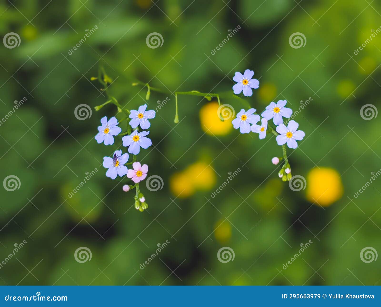 Forget-me-nots are Small Blue Flowers Stock Image - Image of nature ...