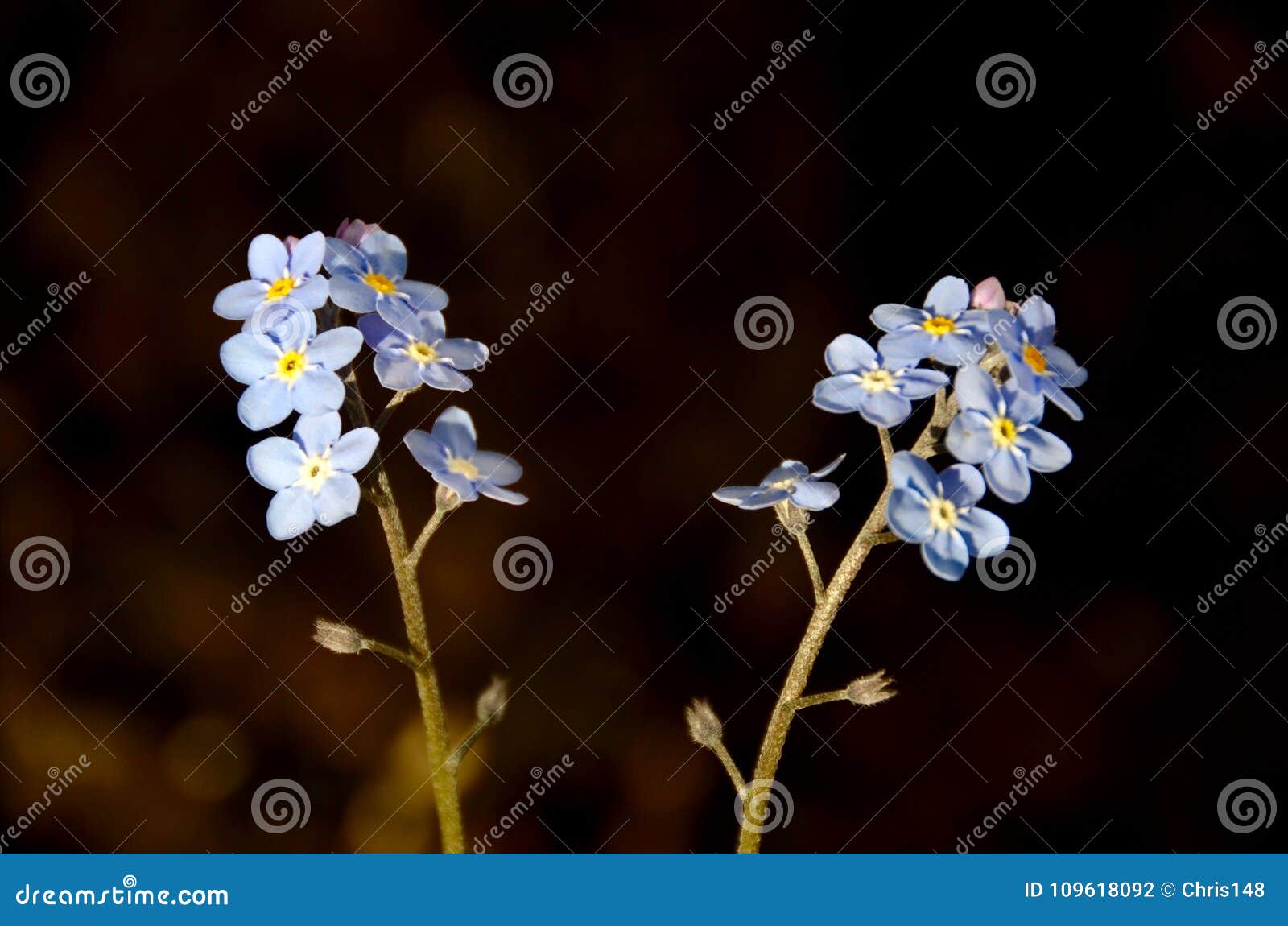 Forget Me Nots stock photo. Image of garden, small, forget - 109618092