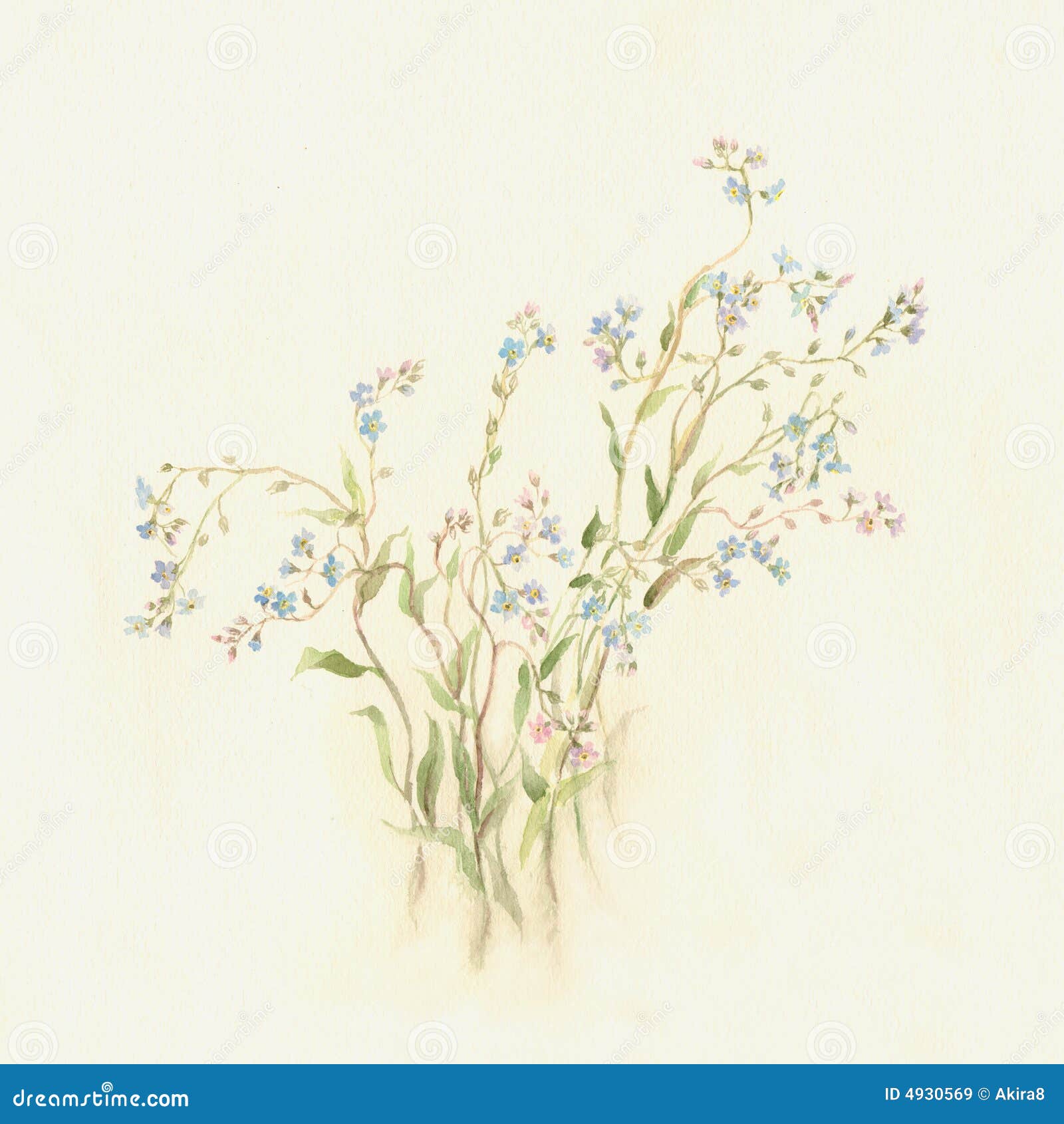 Forget-me-nots Watercolor Painting Stock Illustration - Illustration of ...