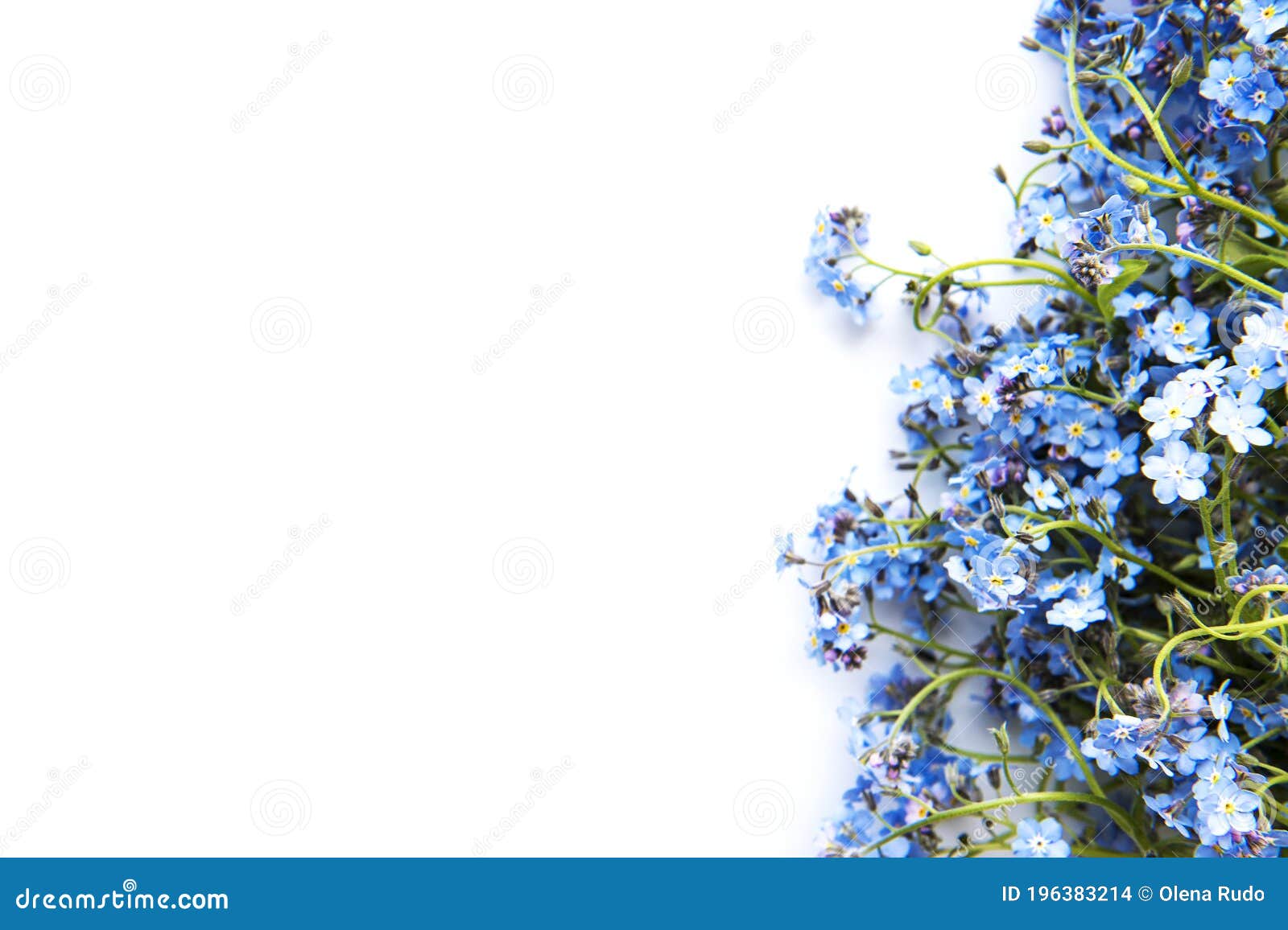 Forget-me-nots on White Background Stock Photo - Image of bunch ...