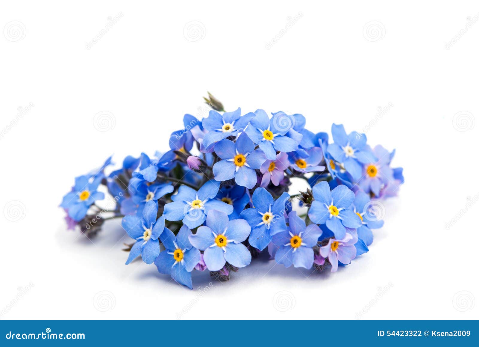 Forget-me-a White Background Stock Photo - Image of blooming, bloom ...