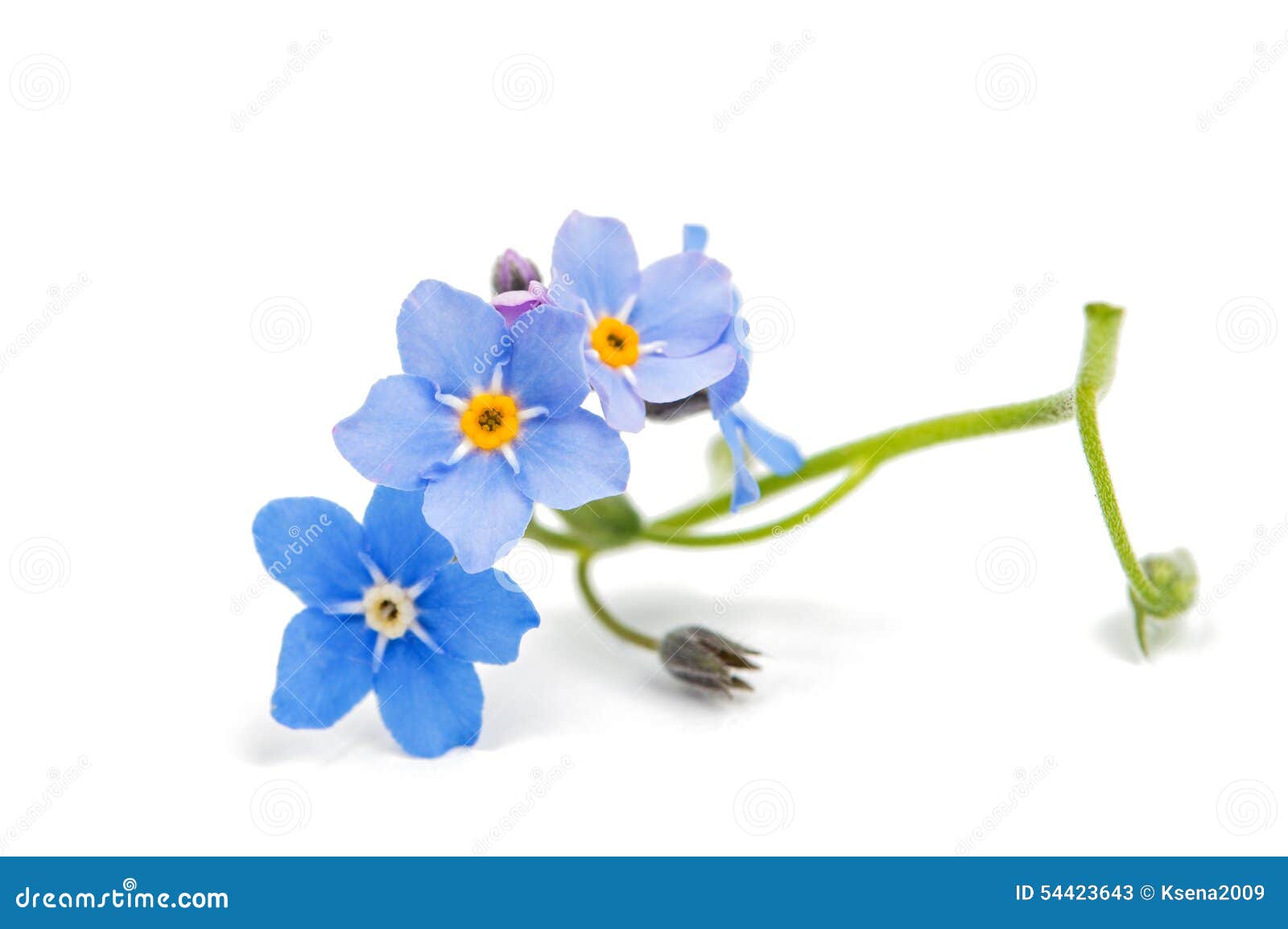 Forget-me-a White Background Stock Image - Image of fresh, closeup ...