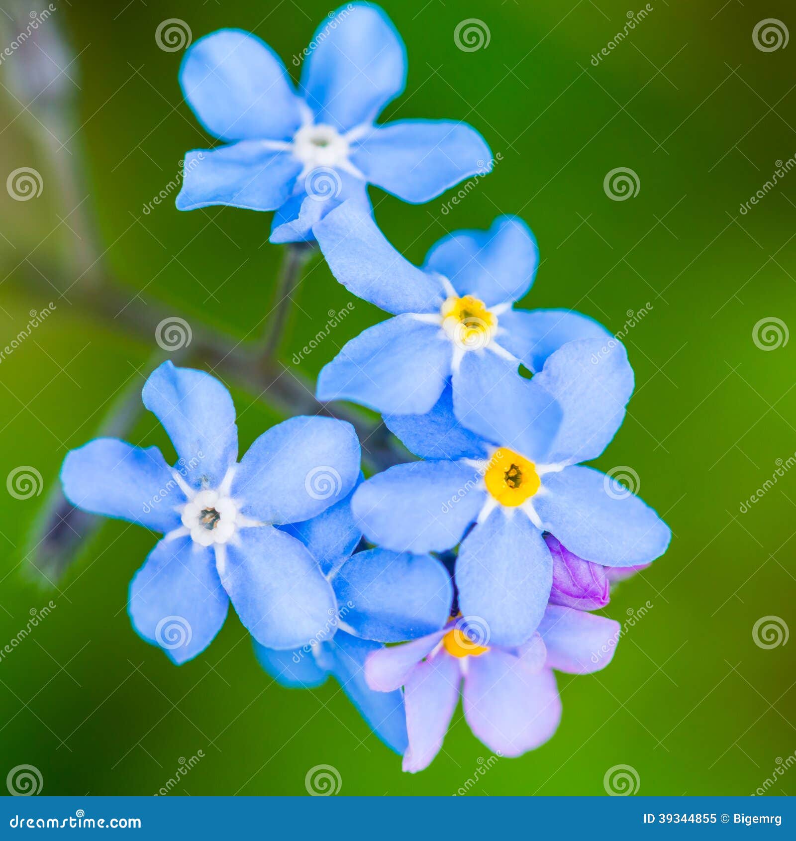 Forgetful stock image. Image of petal, white, stem, pollen - 39344855
