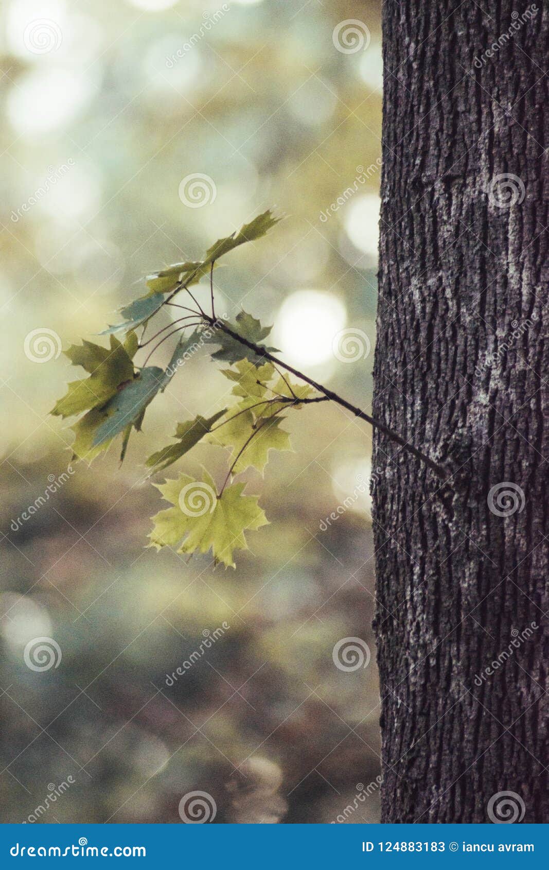 Forgot Autumn Leaf stock image. Image of park, girl - 124883183