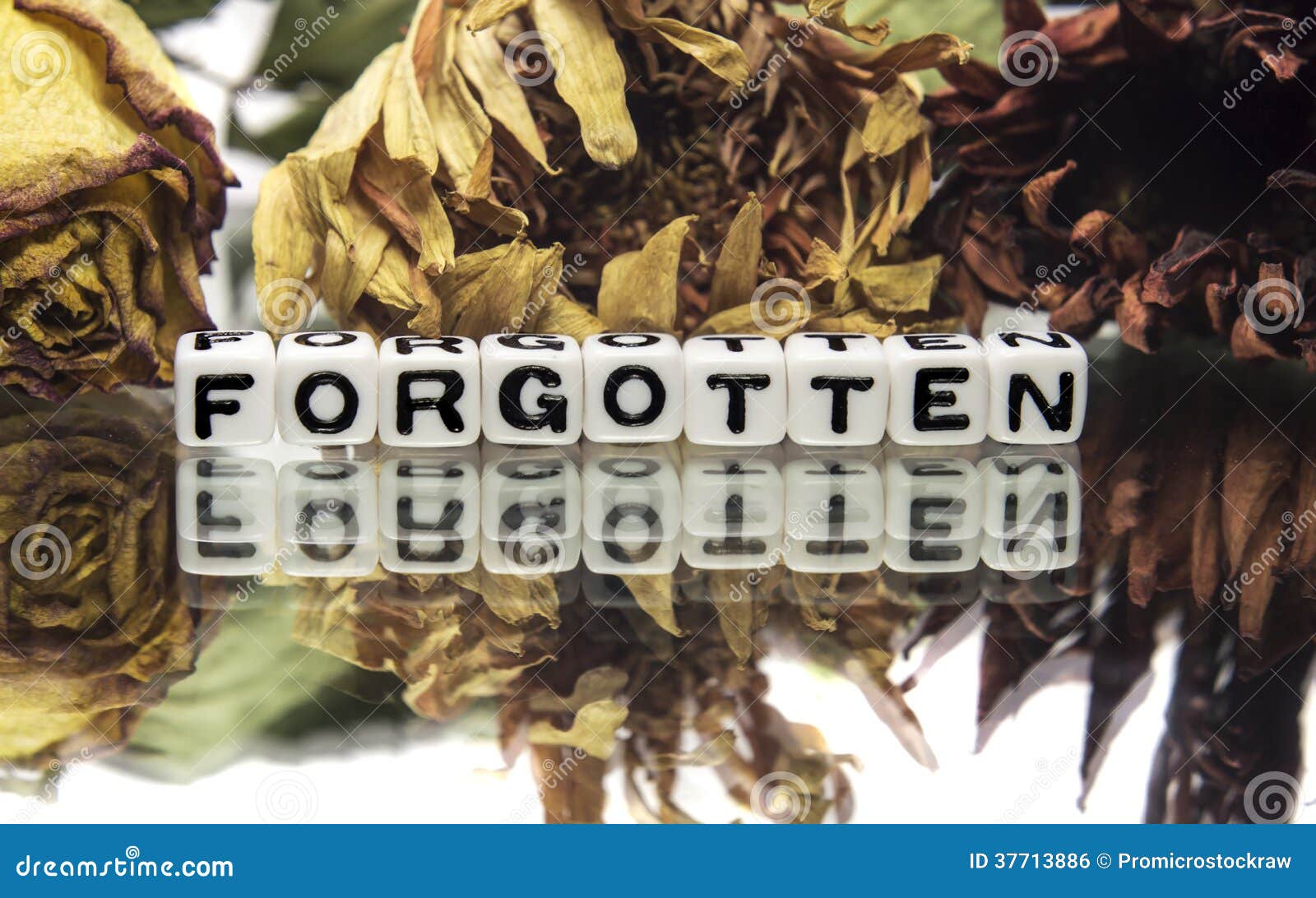 Forgotten stock photo. Image of dead, fade, romance, leaf - 37713886