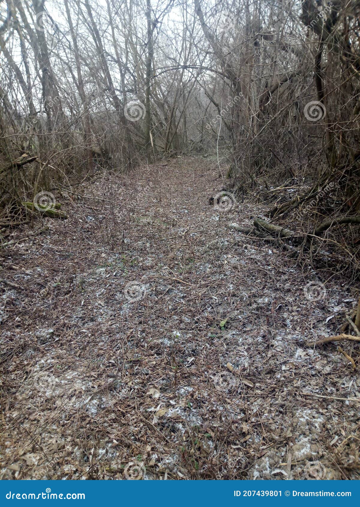 Forgotten forest path stock image. Image of wilderness - 207439801