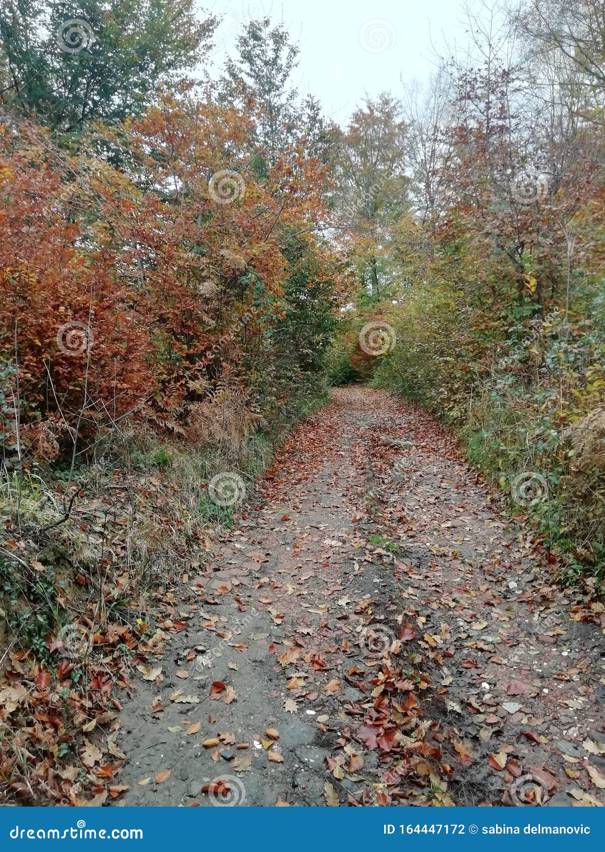 The forgotten path stock photo. Image of forest, forgotten - 164447172