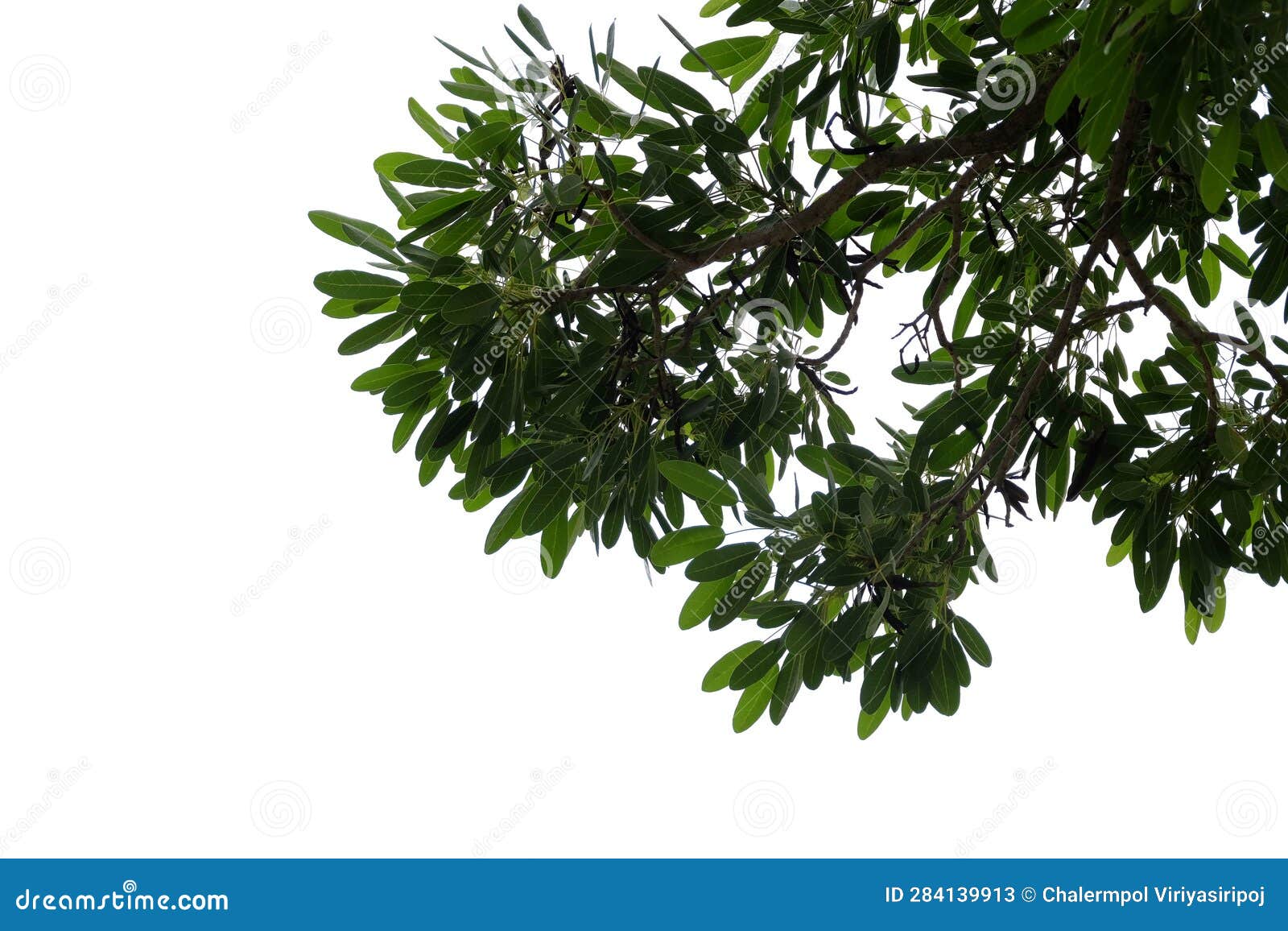 Forground of Tree. Branches of a Tree Stock Image - Image of plant ...