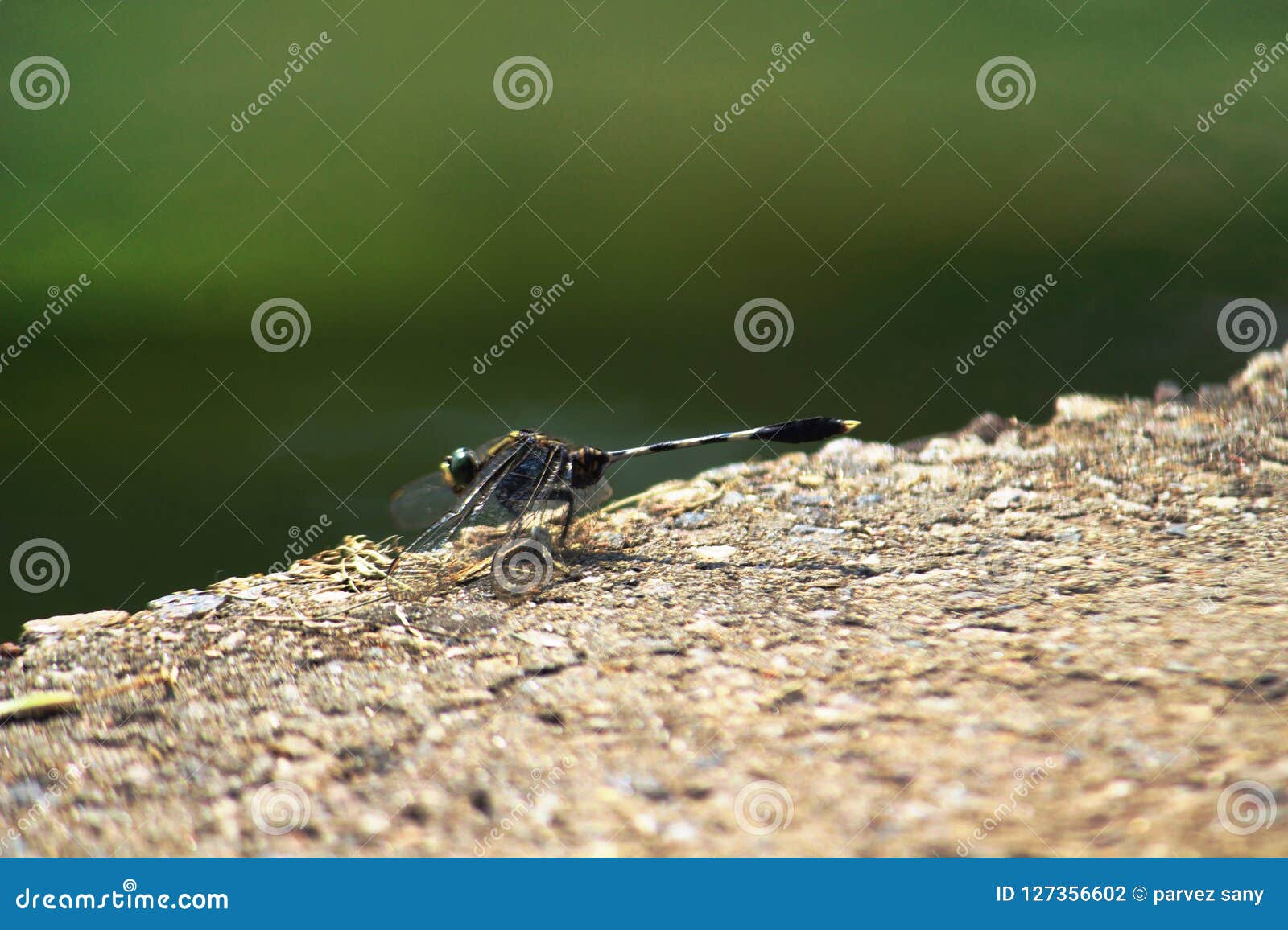 Foring stock photo. Image of foring, natural, beautiful - 127356602