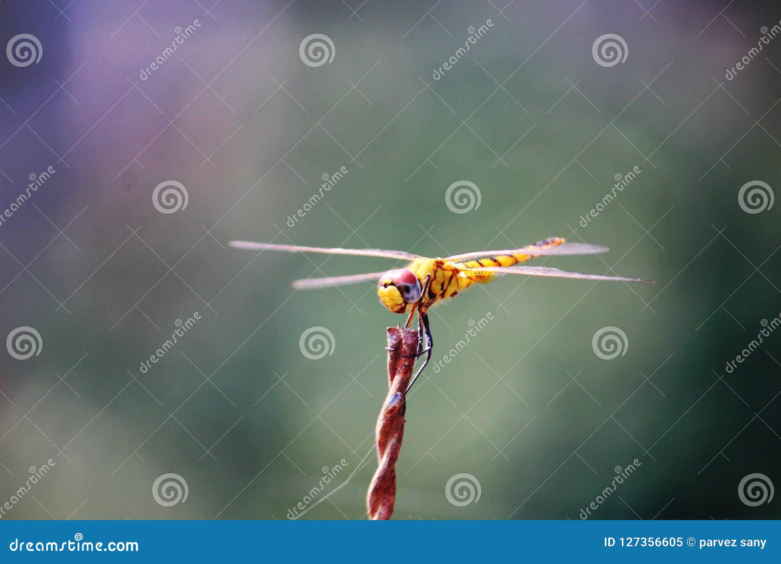 Foring stock image. Image of stray, foring, flay, natur - 127356605