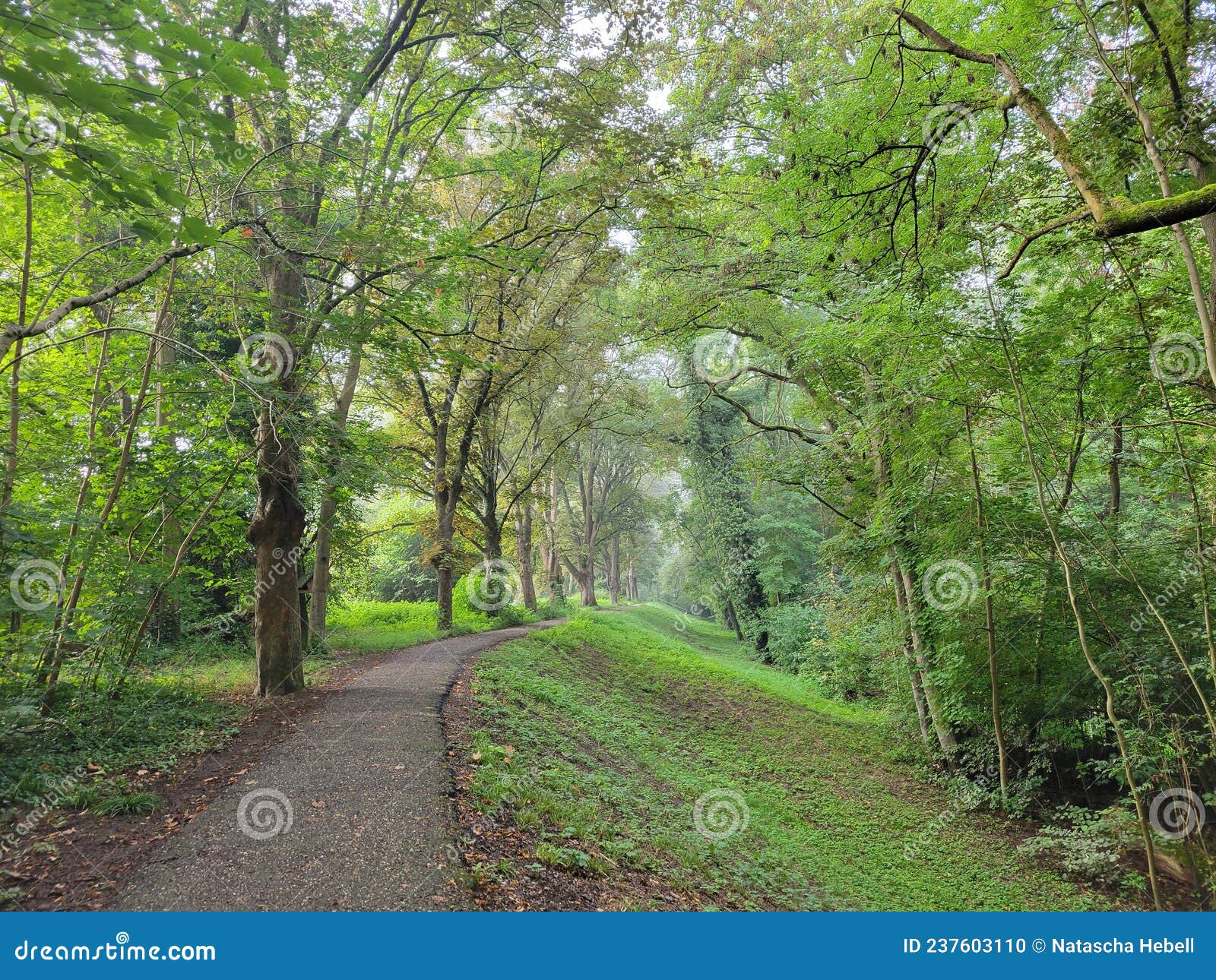 Forjar foto de archivo. Imagen de arbolado, bosque, arbusto - 237603110