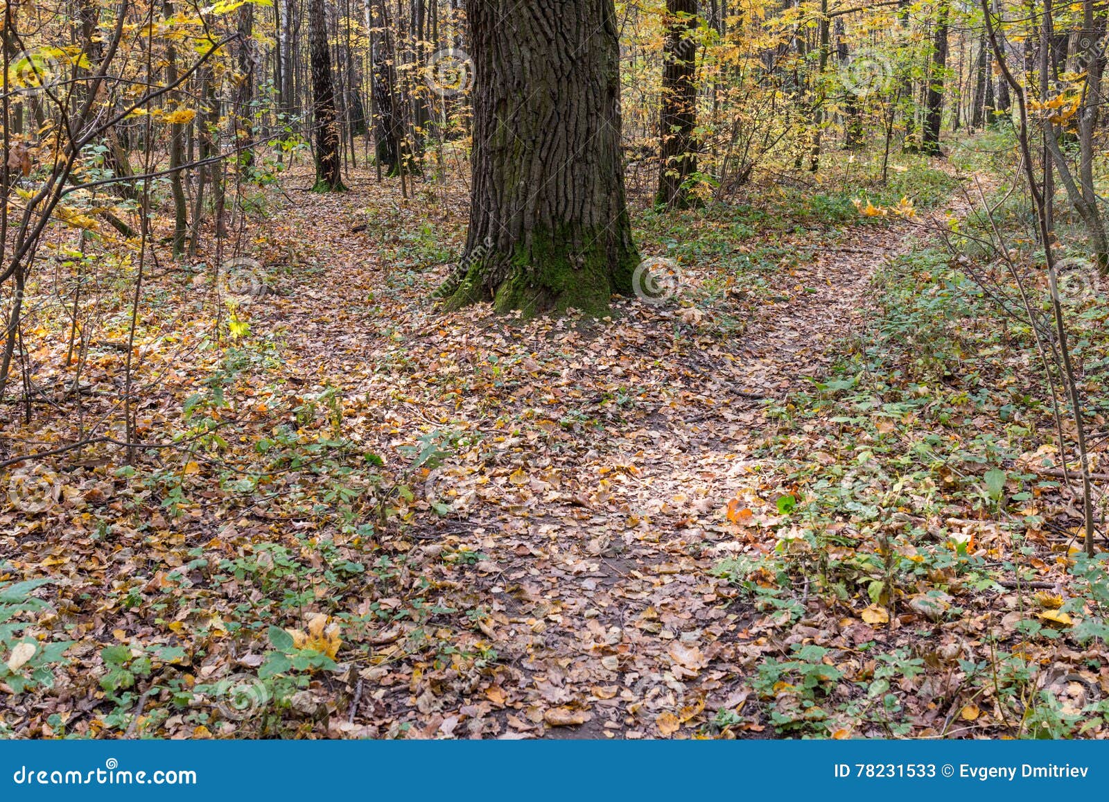 The Fork in the Forest Paths Stock Image - Image of scenery, park: 78231533