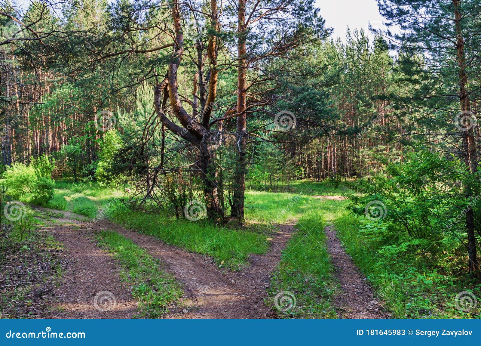 Fork in the forest road stock image. Image of trail - 181645983