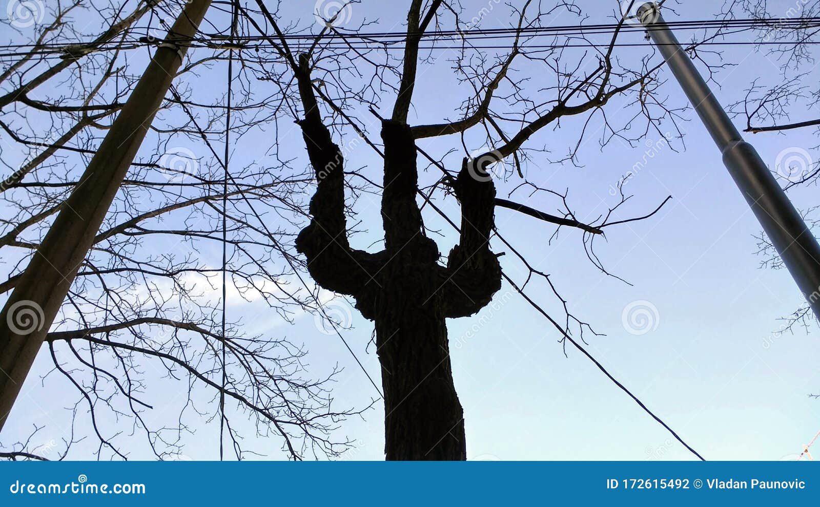 Fork like dark tree stock photo. Image of enviroment - 172615492