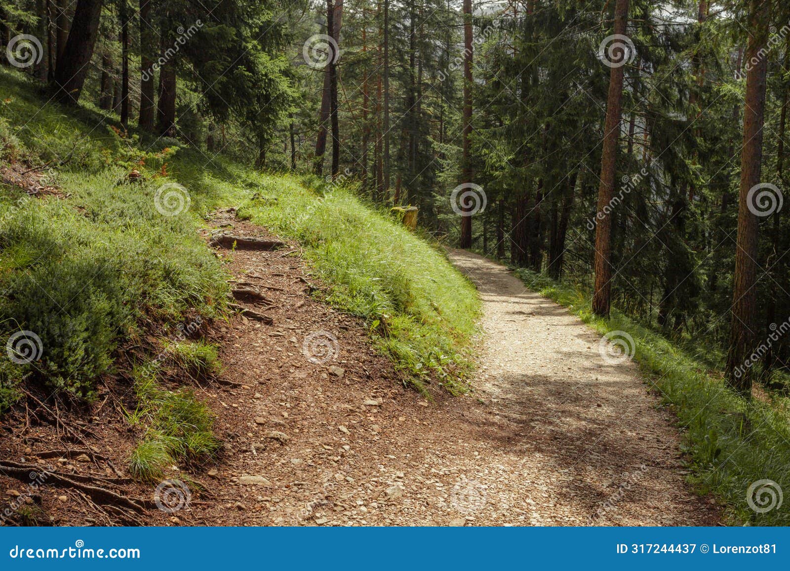 A Fork Long a Path Inside a Peaceful Forest , No People Around Stock ...