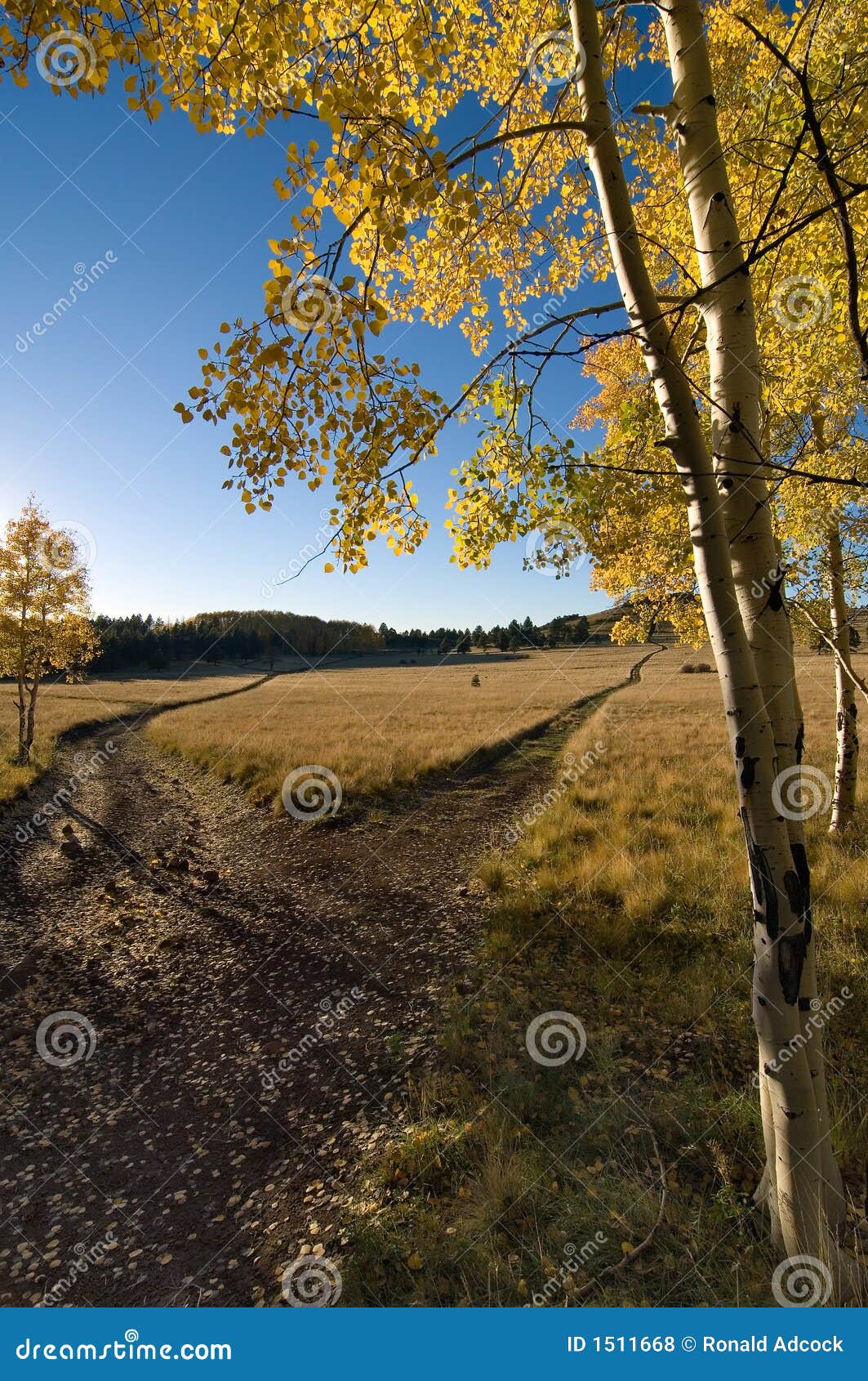 A Fork in the Path stock photo. Image of autumn, dense - 1511668