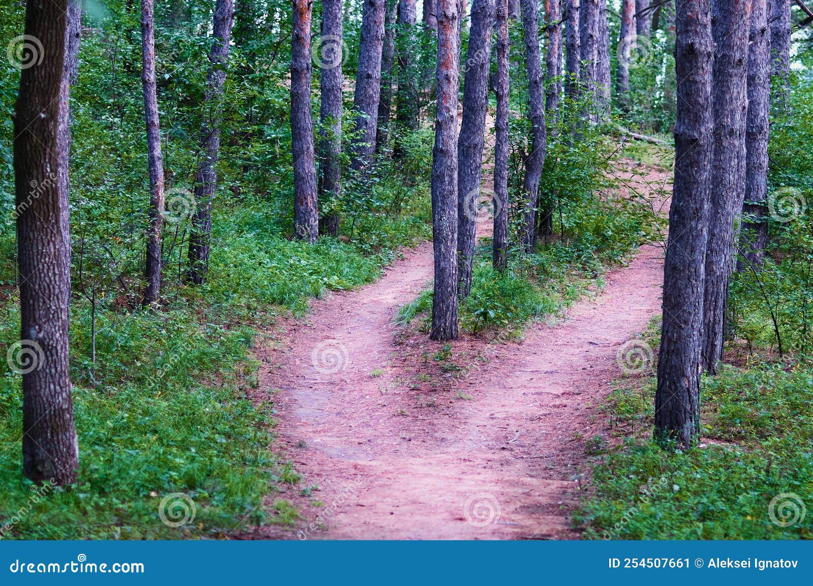 Fork in the Path in a Pine Summer Forest. Green Bushes and Grass Stock ...