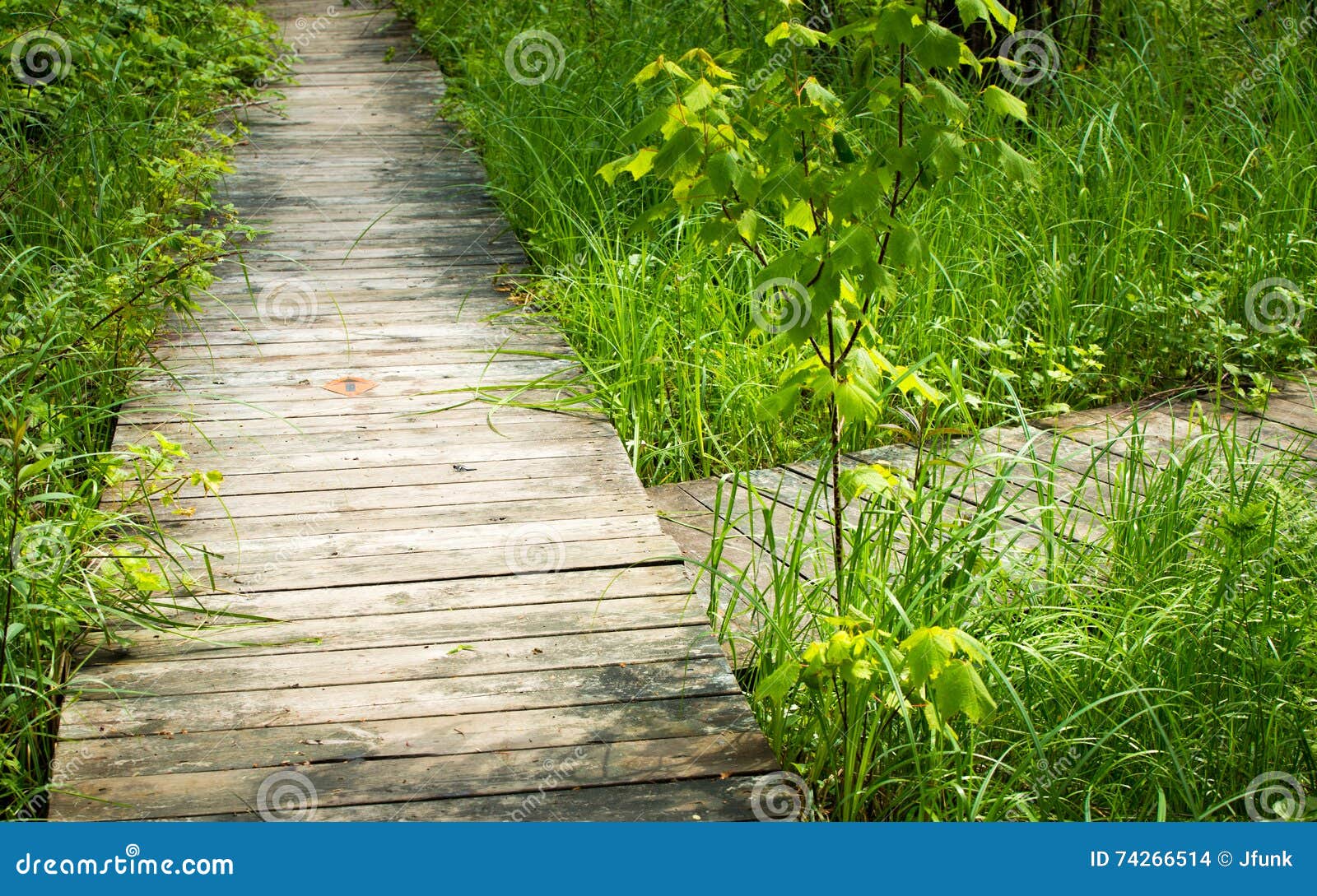 Fork in the Path stock photo. Image of options, arrow - 74266514