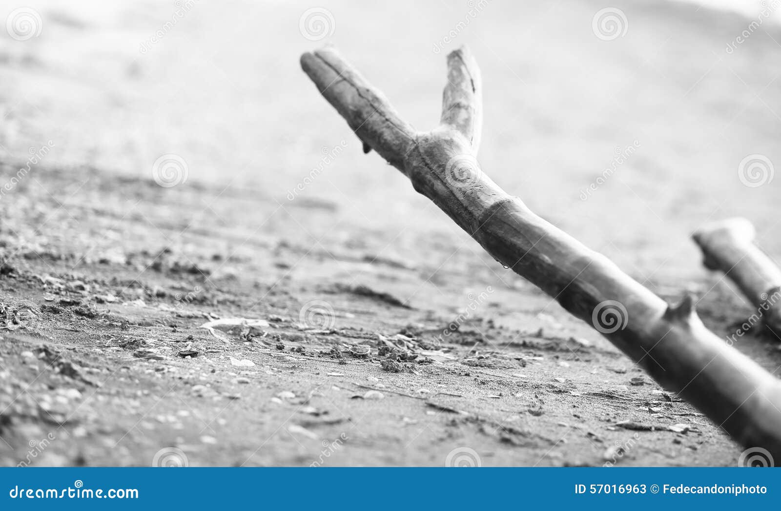 Fork-shaped Branch on the Sea Shore Stock Image - Image of death, tree ...
