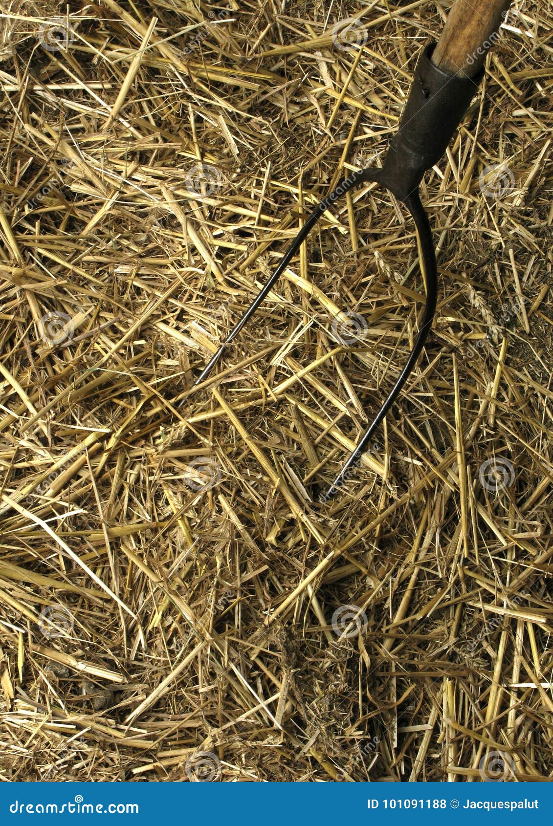 Fork in the straw stock photo. Image of agriculture - 101091188