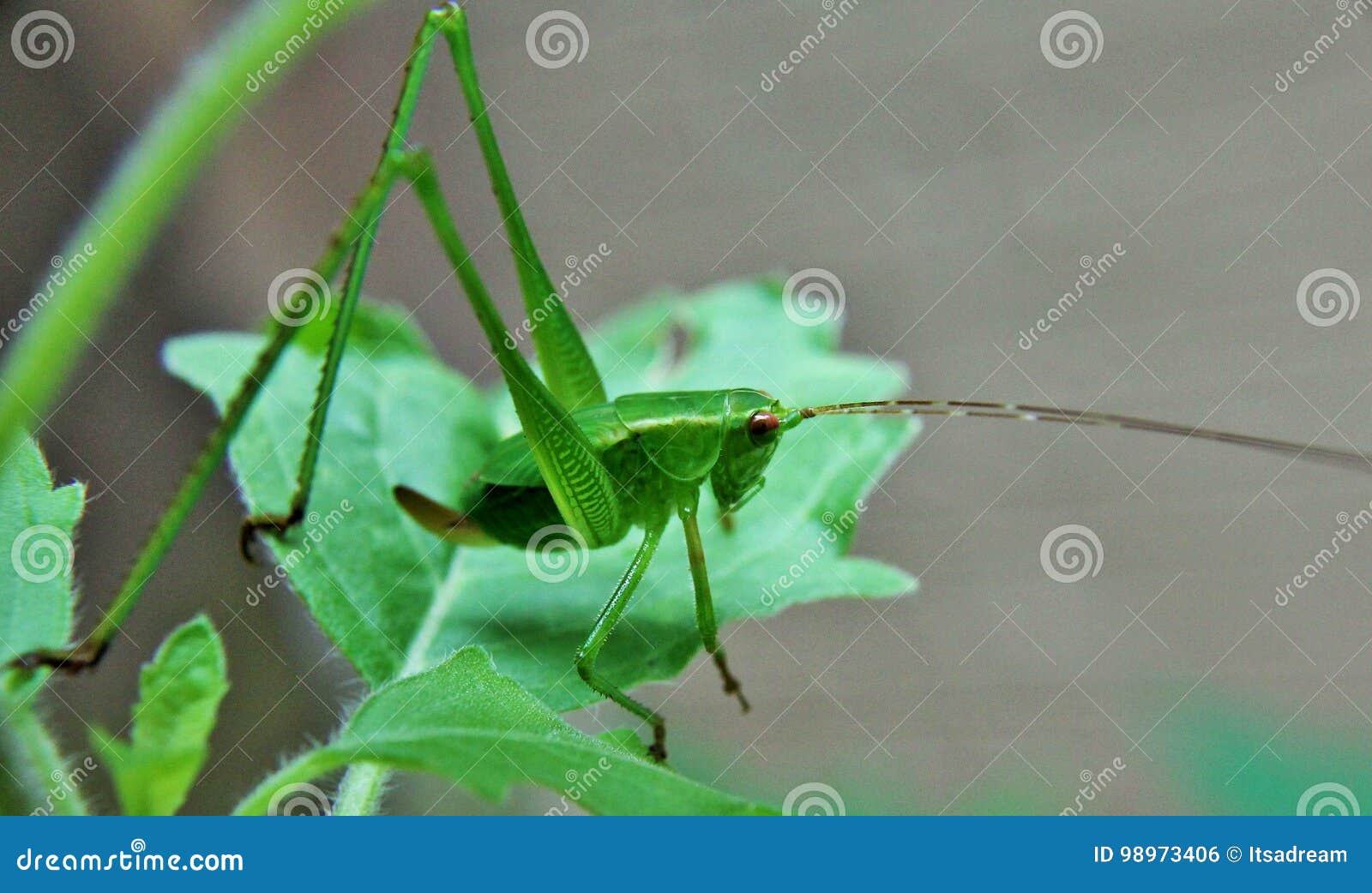 Fork-tailed Bush Katydid stock photo. Image of locust - 98973406