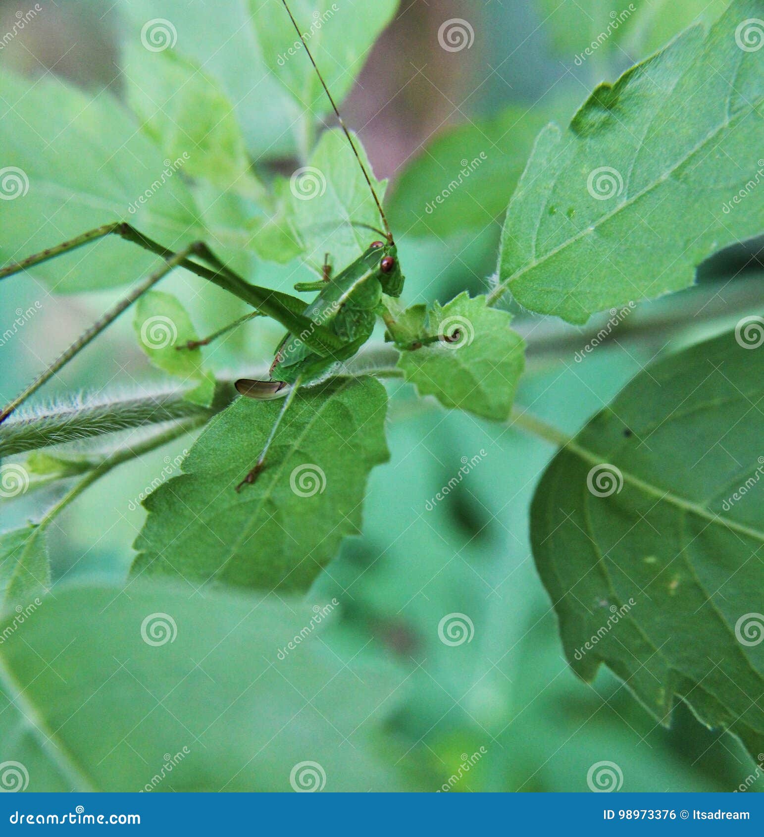 Fork-tailed Bush Katydid stock photo. Image of green - 98973376