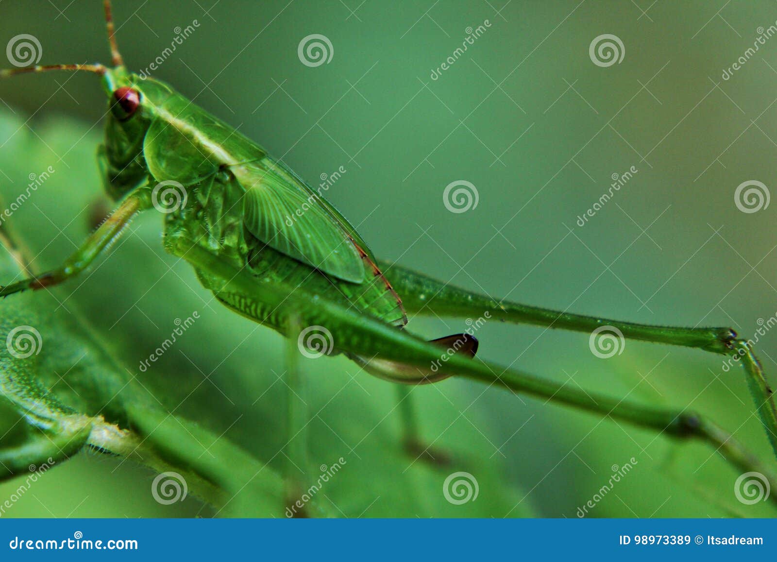 Fork-tailed Bush Katydid stock image. Image of invertebrate - 98973389