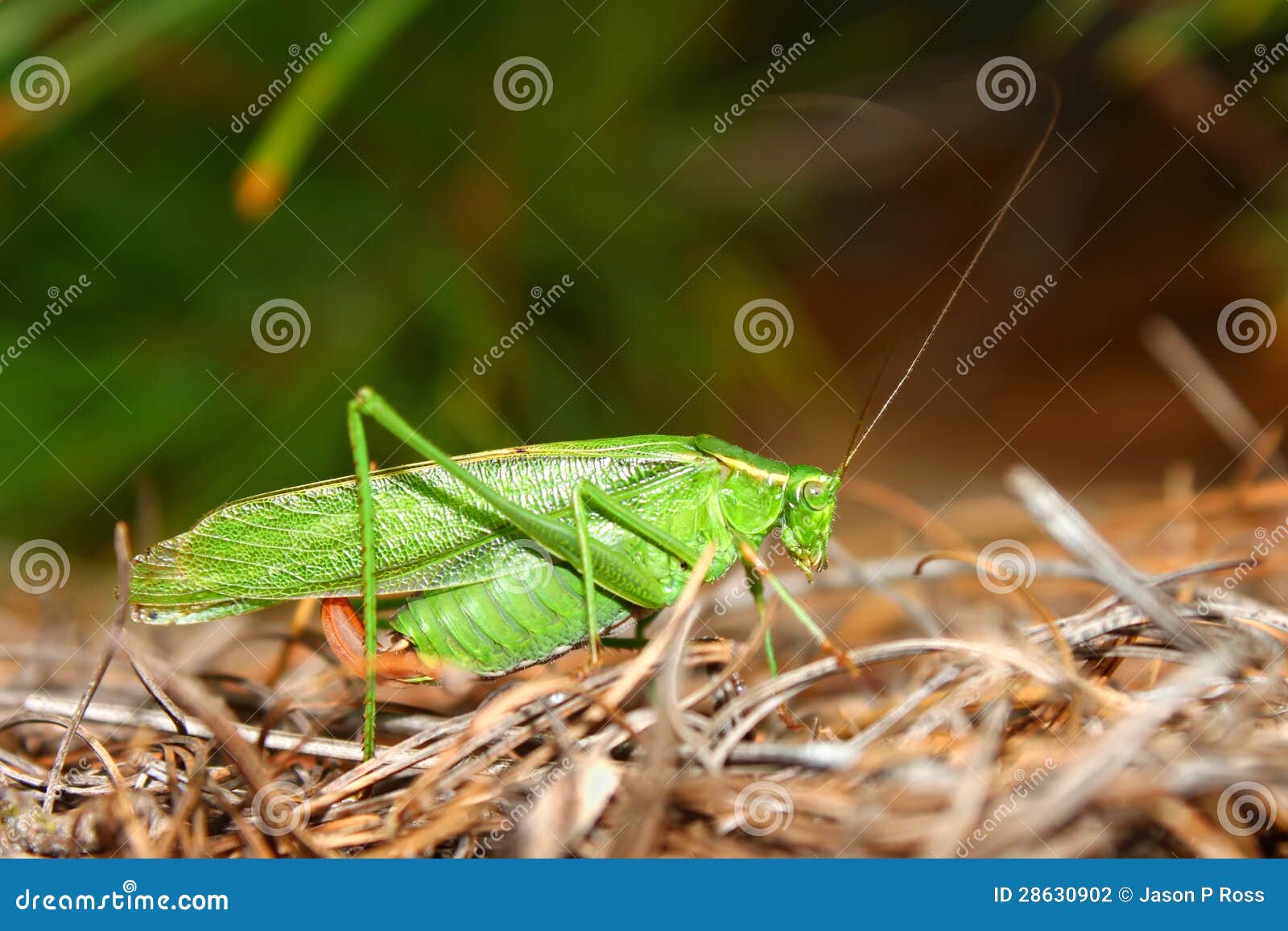 Fork-tailed Bush Katydid (Scudderia Furcata) Stock Photo - Image of ...